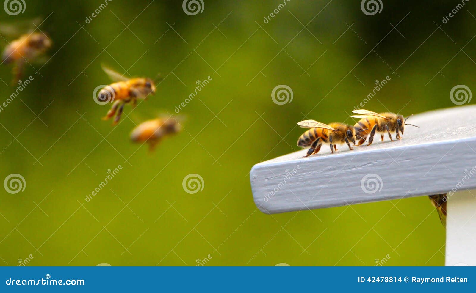 Flying bees stock photo. Image of five, multiple, gothenburg - 42478814