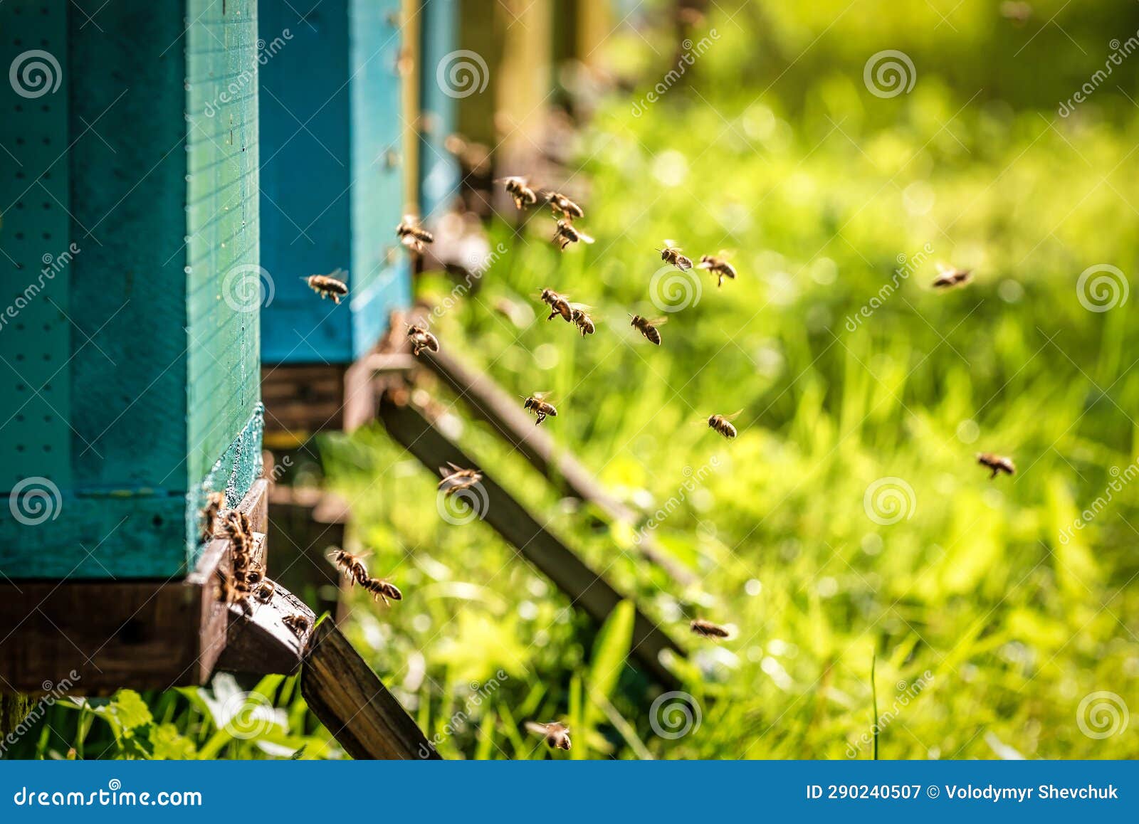 Flying Bees. Wooden Beehive and Bees Stock Image - Image of rural ...