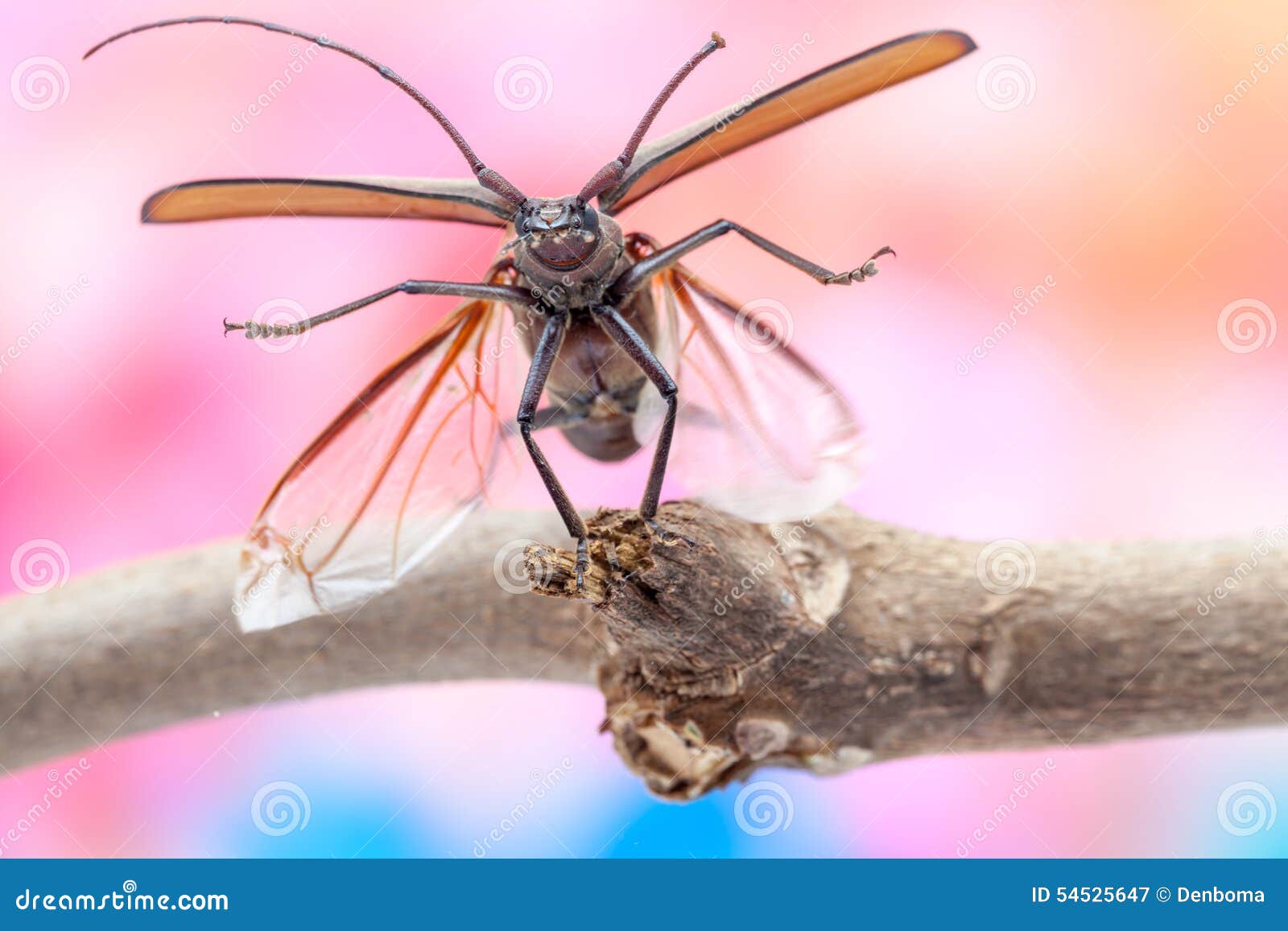 Flying beetle stock image. Image of longhorn, background - 54525647