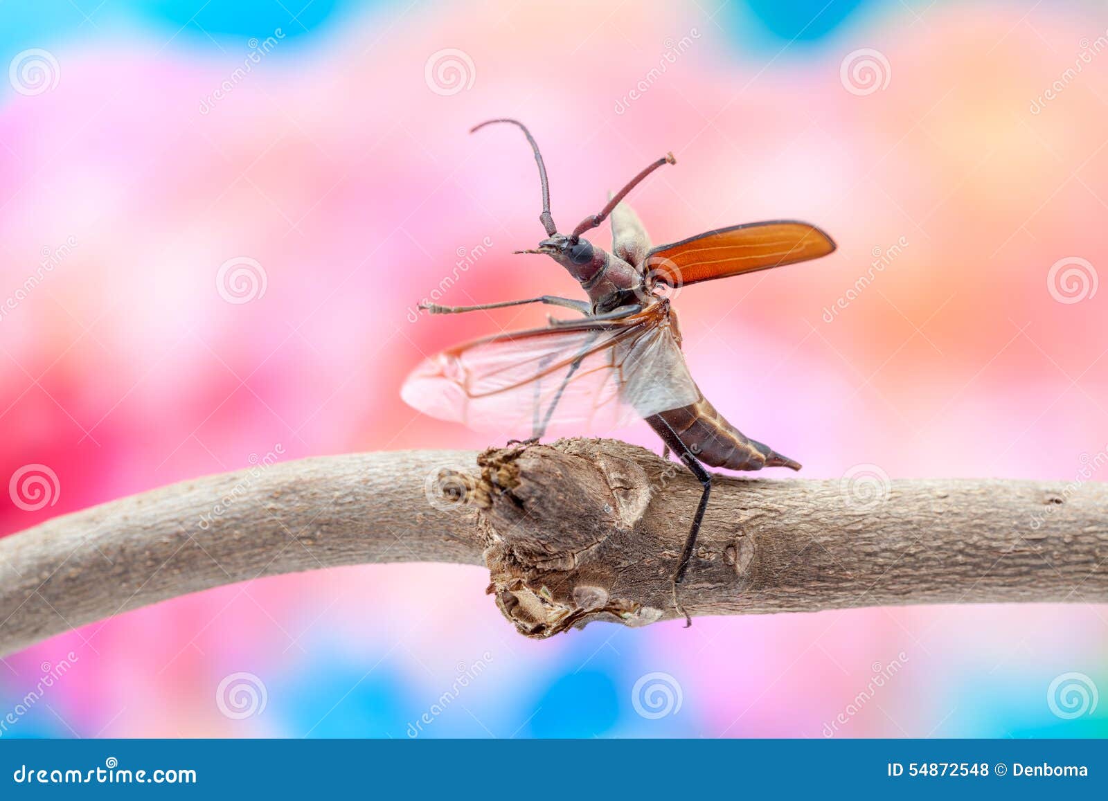 Flying beetle stock photo. Image of view, flora, male - 54872548