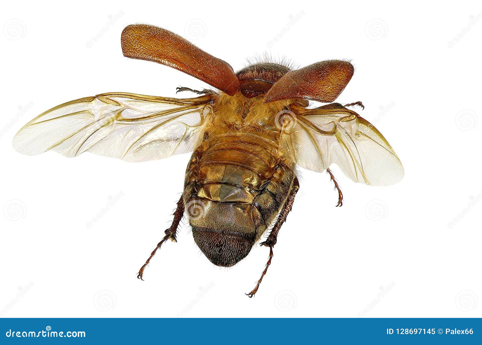 Flying beetle stock image. Image of beetle, landing - 128697145