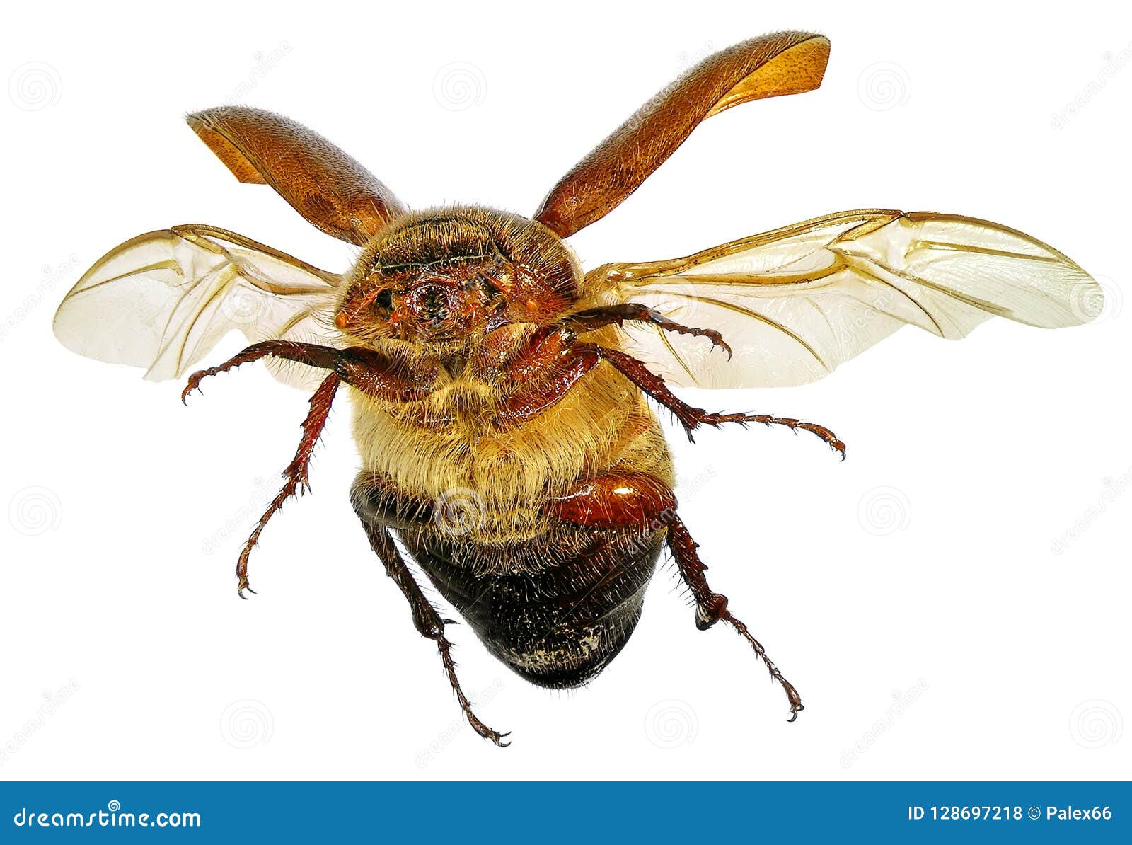 Flying beetle stock photo. Image of beetle, travel, landing - 128697218