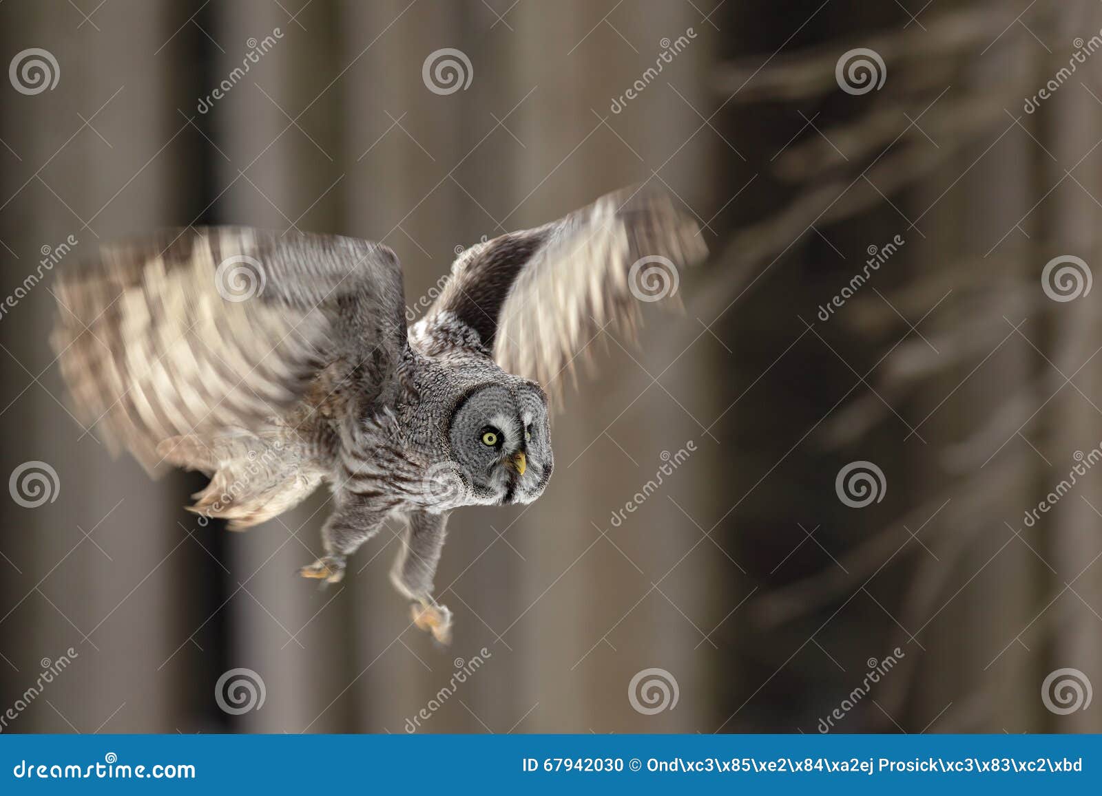 Flying Big Great Grey Owl in the Forest, Single Bird with Open Wings ...