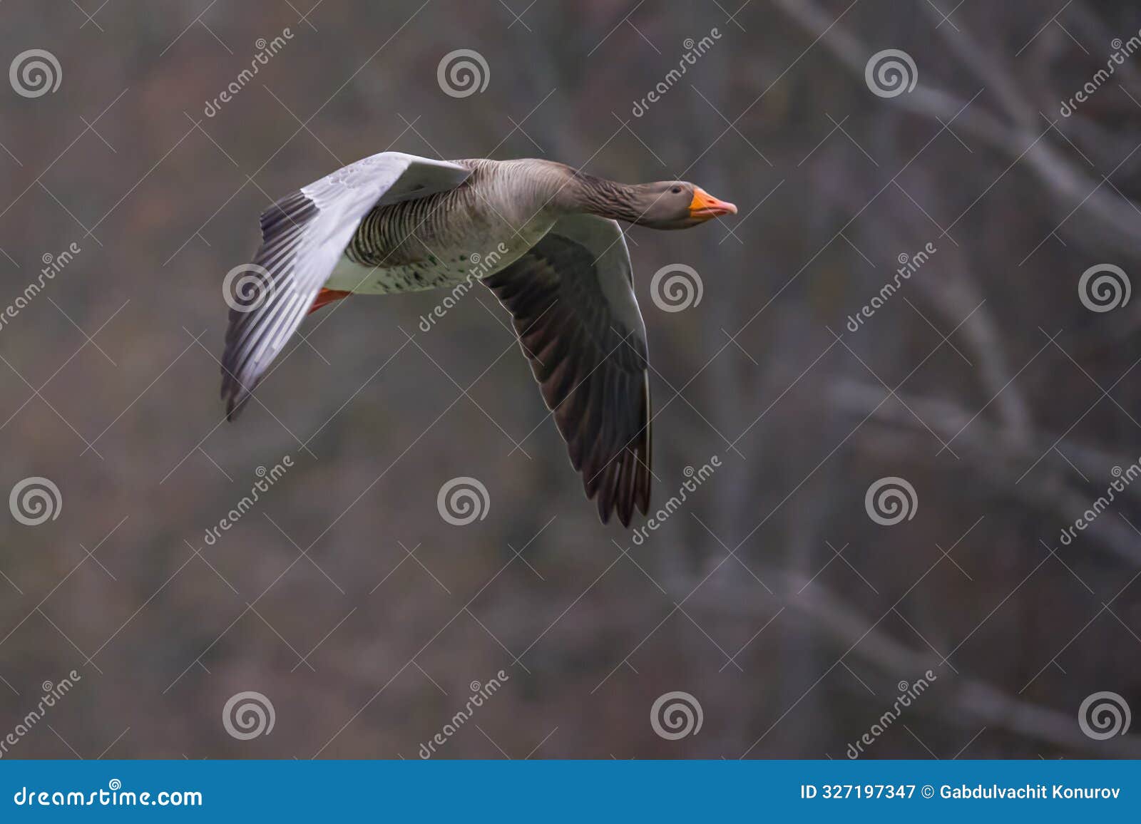 Grey Goose Flying with Spread Wings on Blurred Background Stock Image ...