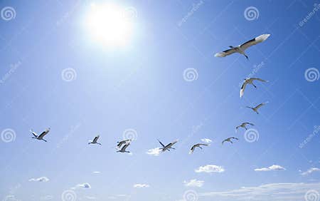 Flying bird stock photo. Image of direction, avian, migration - 12182714