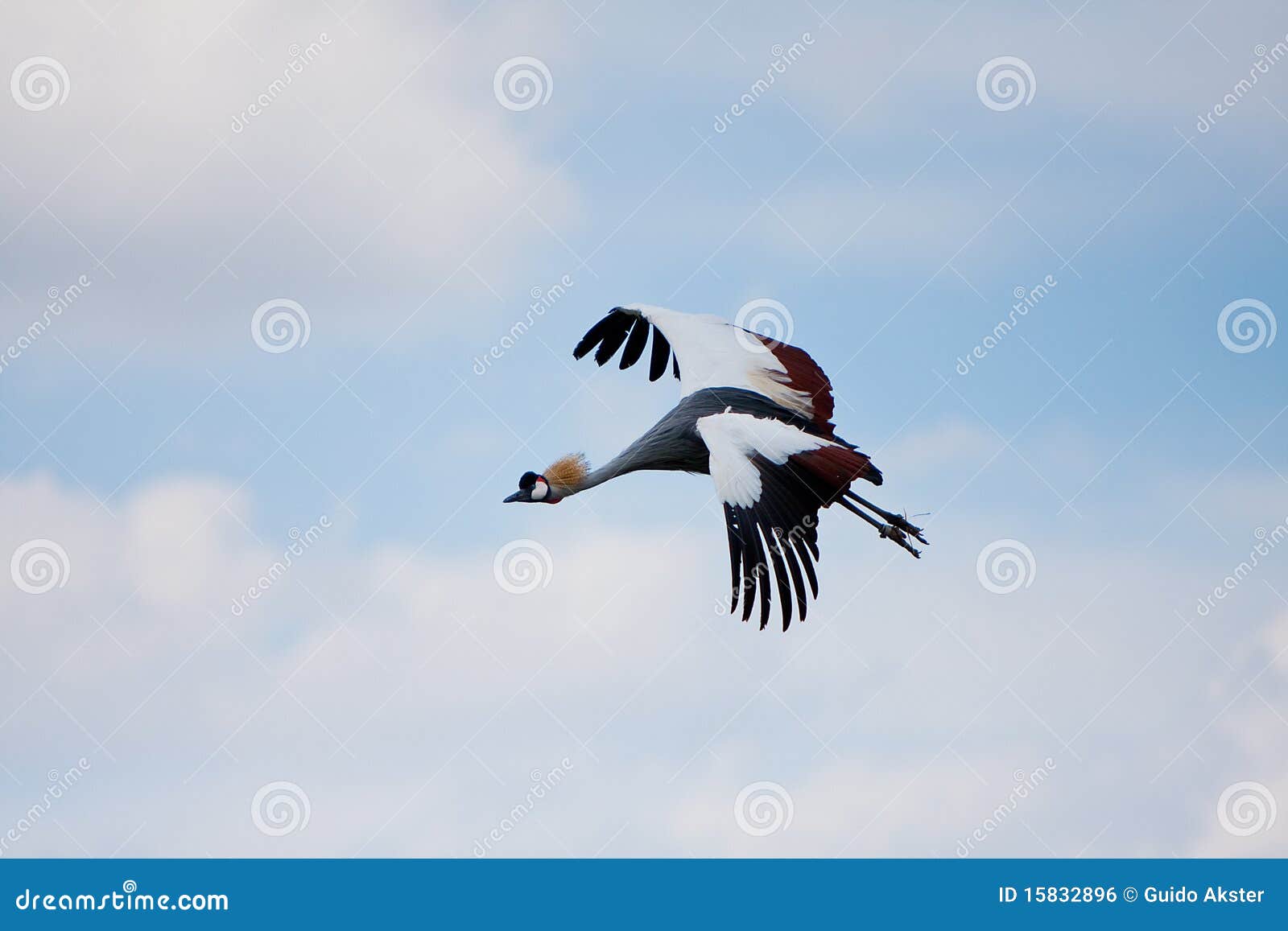 Flying bird stock photo. Image of flying, squint, akster - 15832896