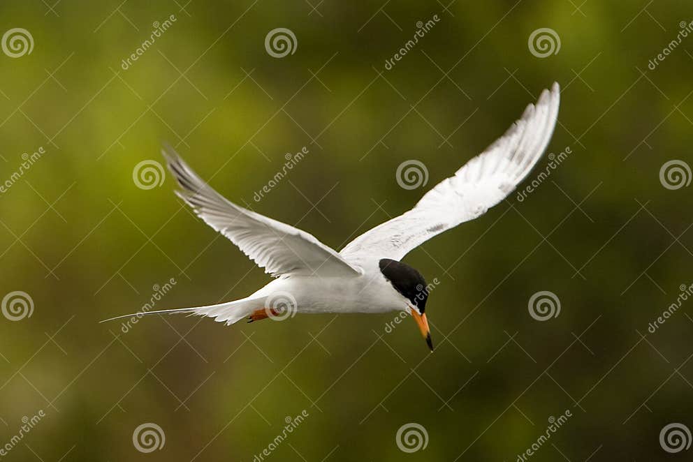 Flying Bird stock image. Image of birds, beach, bolsa - 2734393