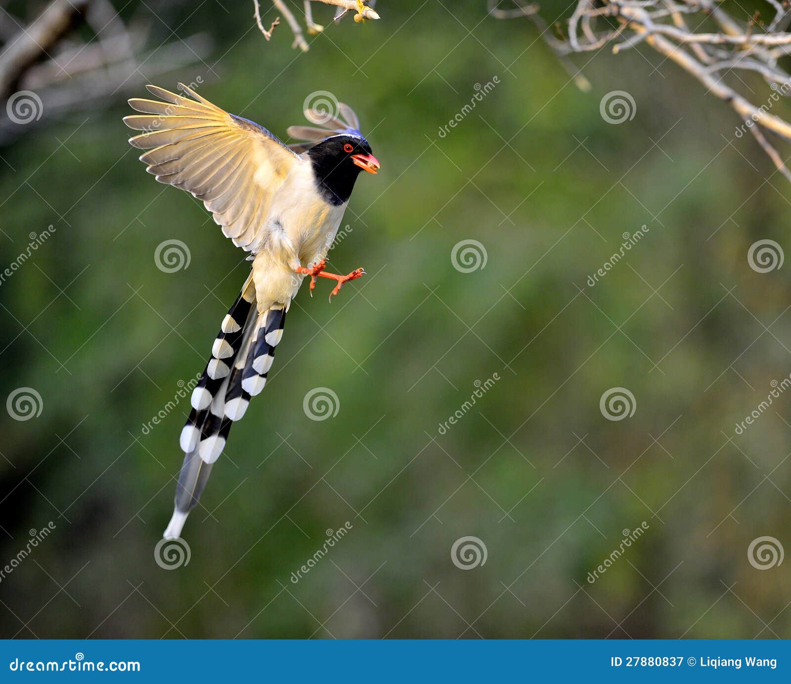 Flying bird stock image. Image of birds, adornment, natural - 27880837