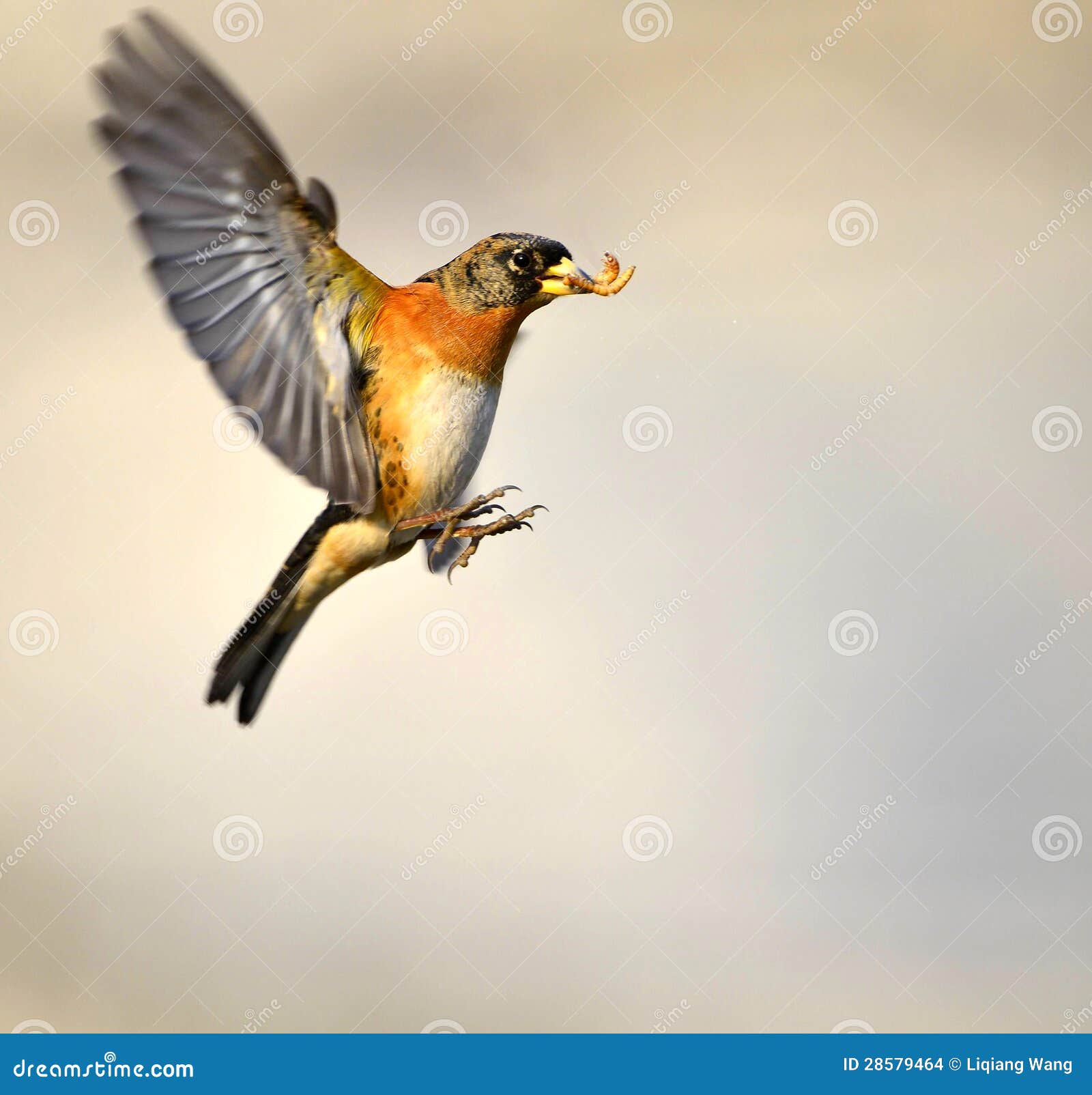 Flying bird stock photo. Image of adornment, material - 28579464