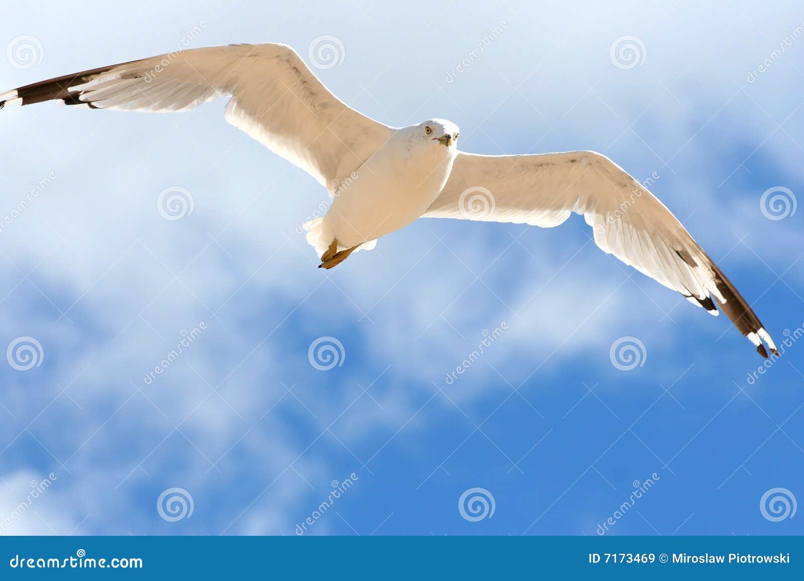 FLYING BIRD stock image. Image of wildlife, space, wings - 7173469