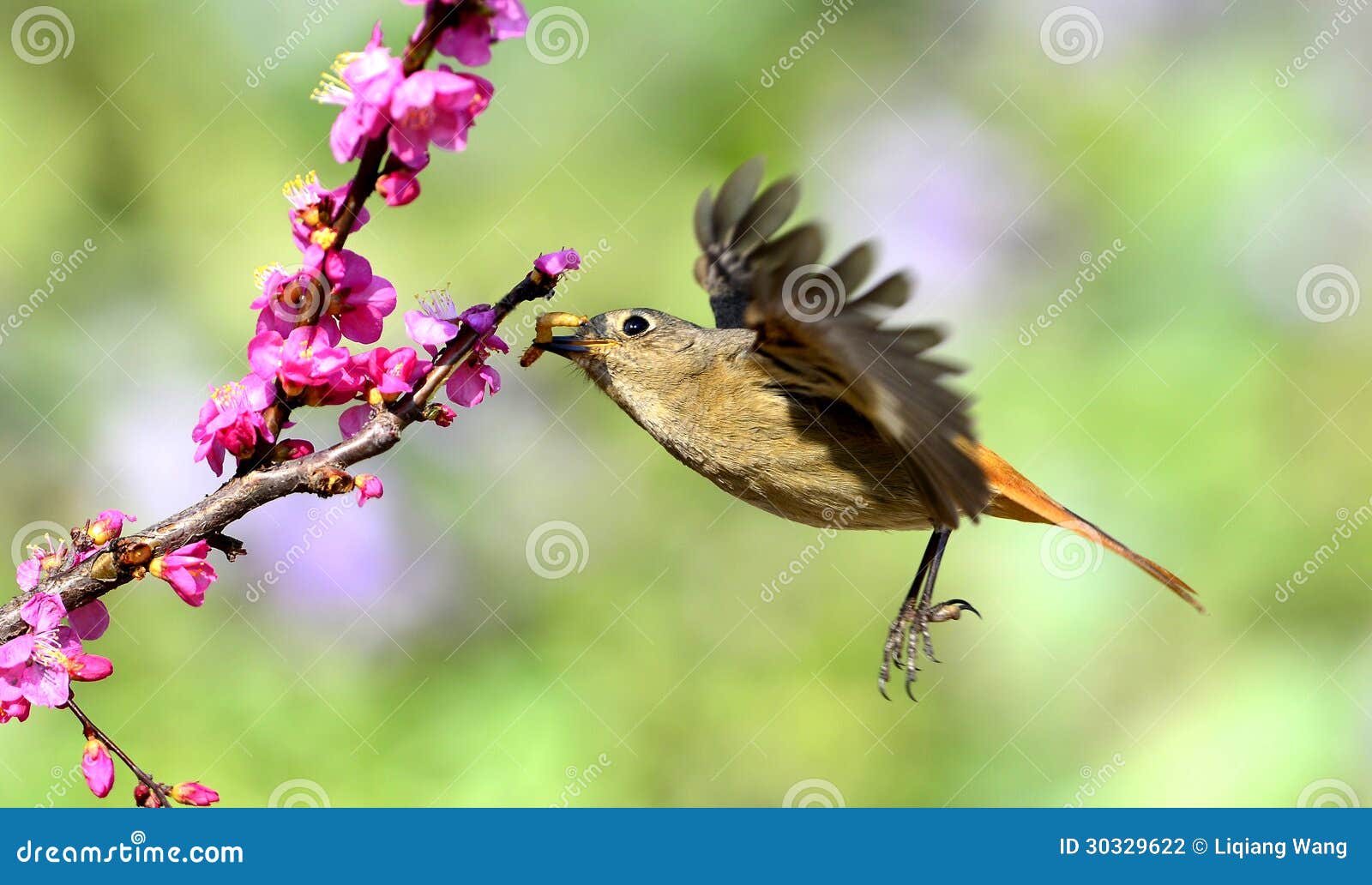 Flying bird stock photo. Image of flower, finch, bird - 30329622