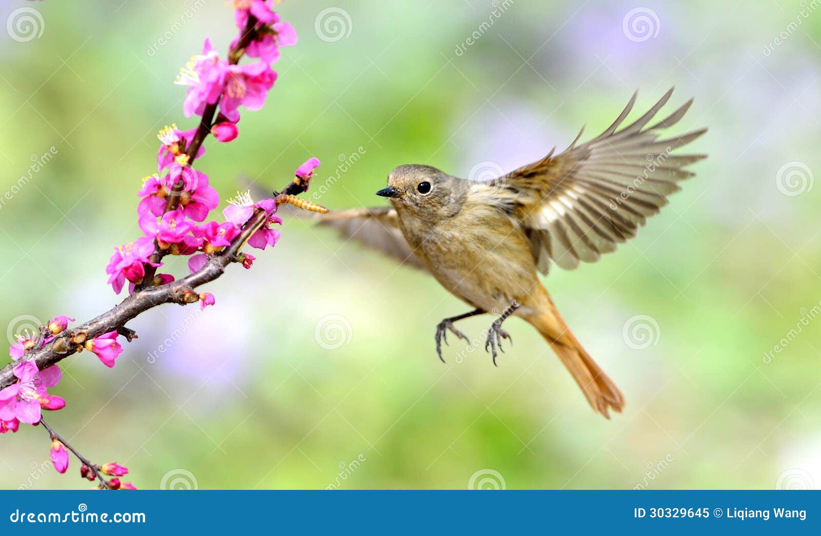 Flying bird stock image. Image of branch, twig, wing - 30329645