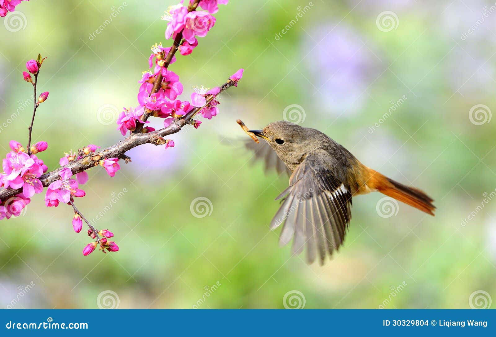 Flying bird stock photo. Image of nightingale, flapping - 30329804
