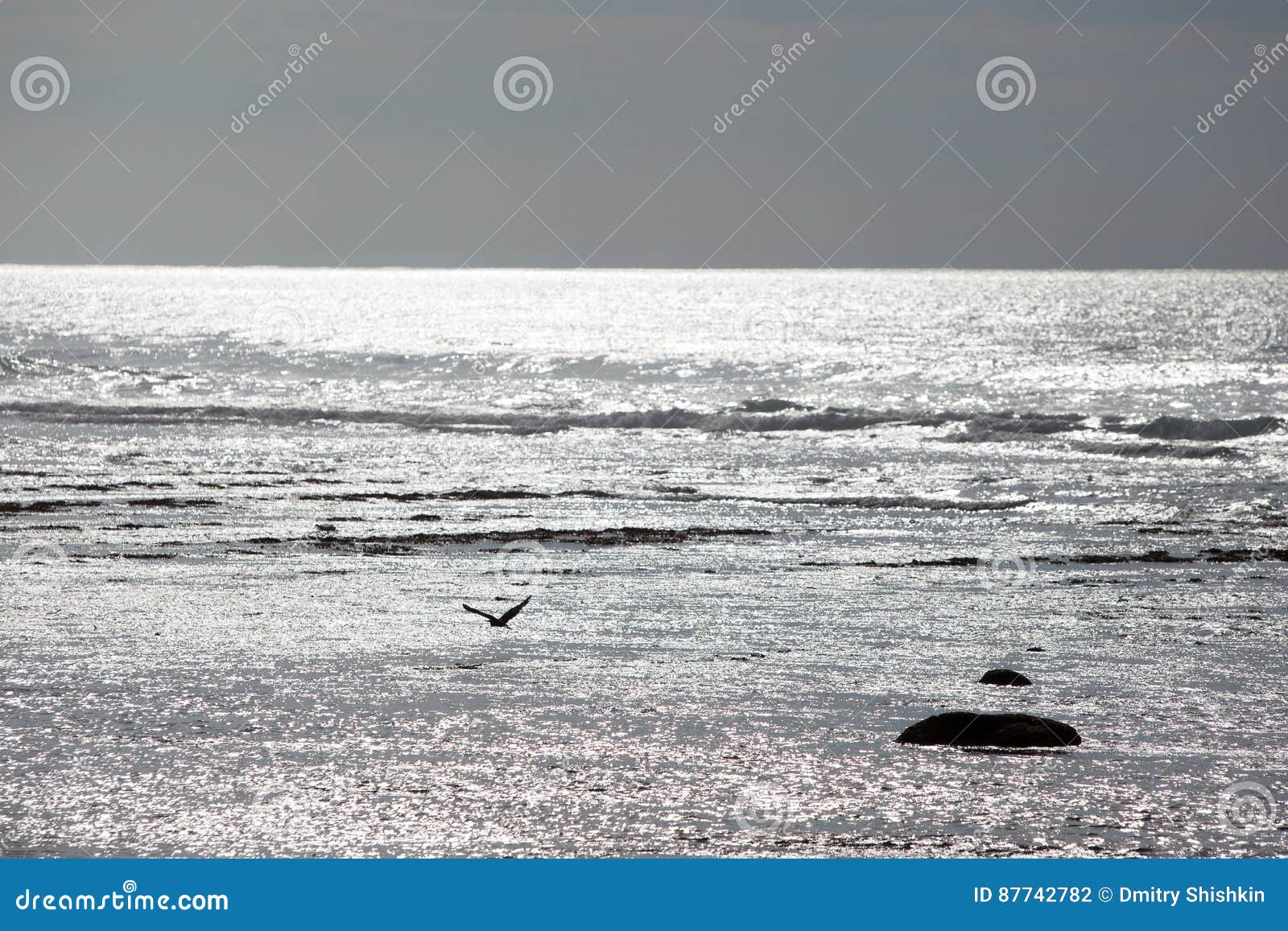 Flying the Bird is Backlit Over the Ocean and the Sparkling Water Stock ...