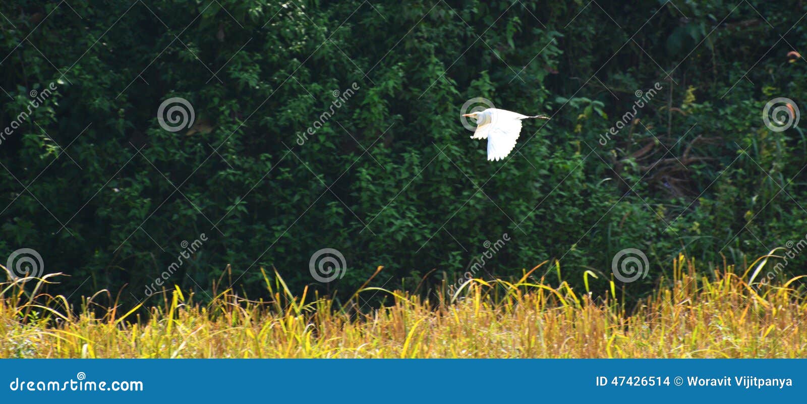 Flying Bird Bill ibis stock photo. Image of marsh, horizontal - 47426514