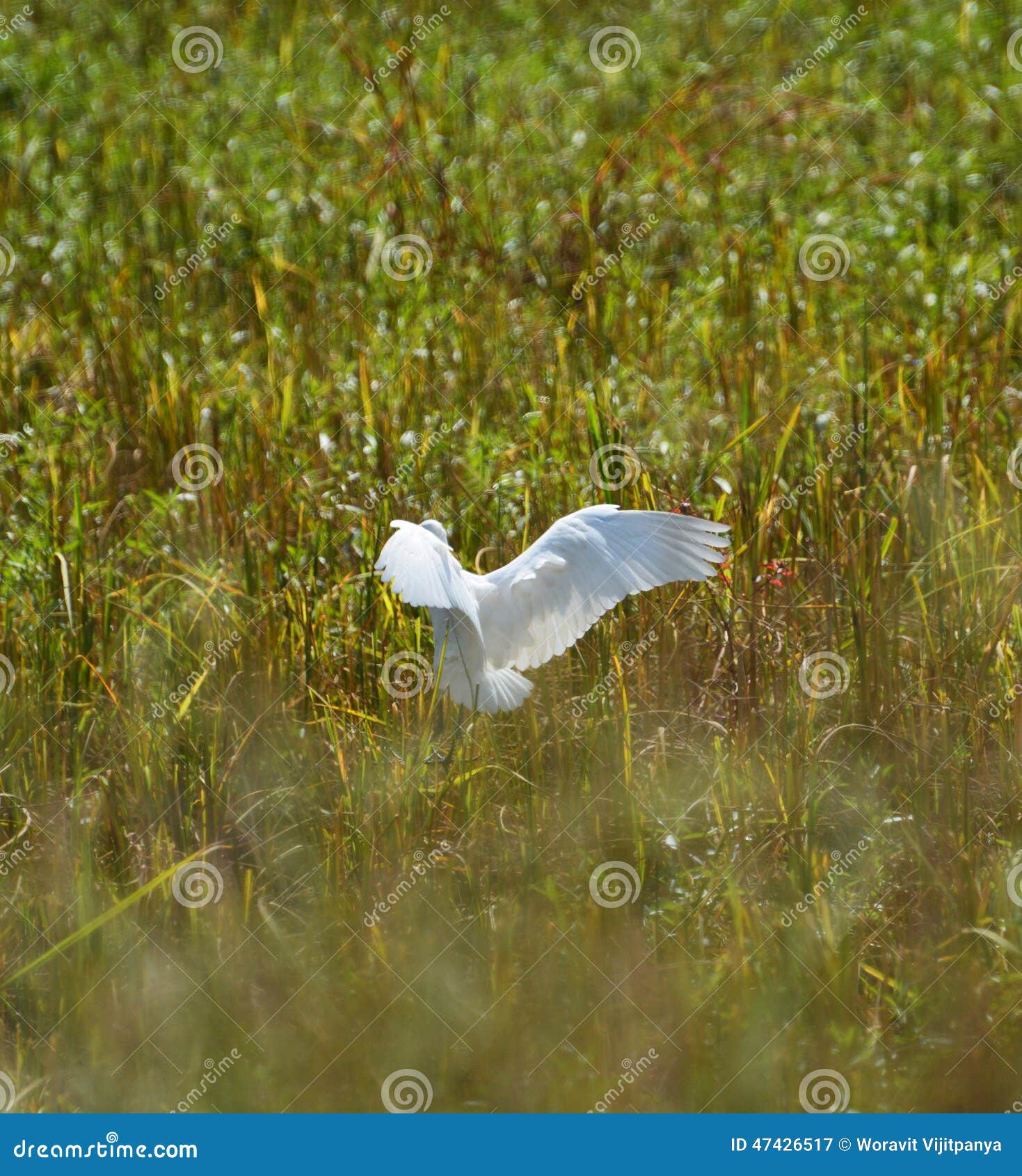 Flying Bird Bill ibis stock image. Image of fields, orange - 47426517