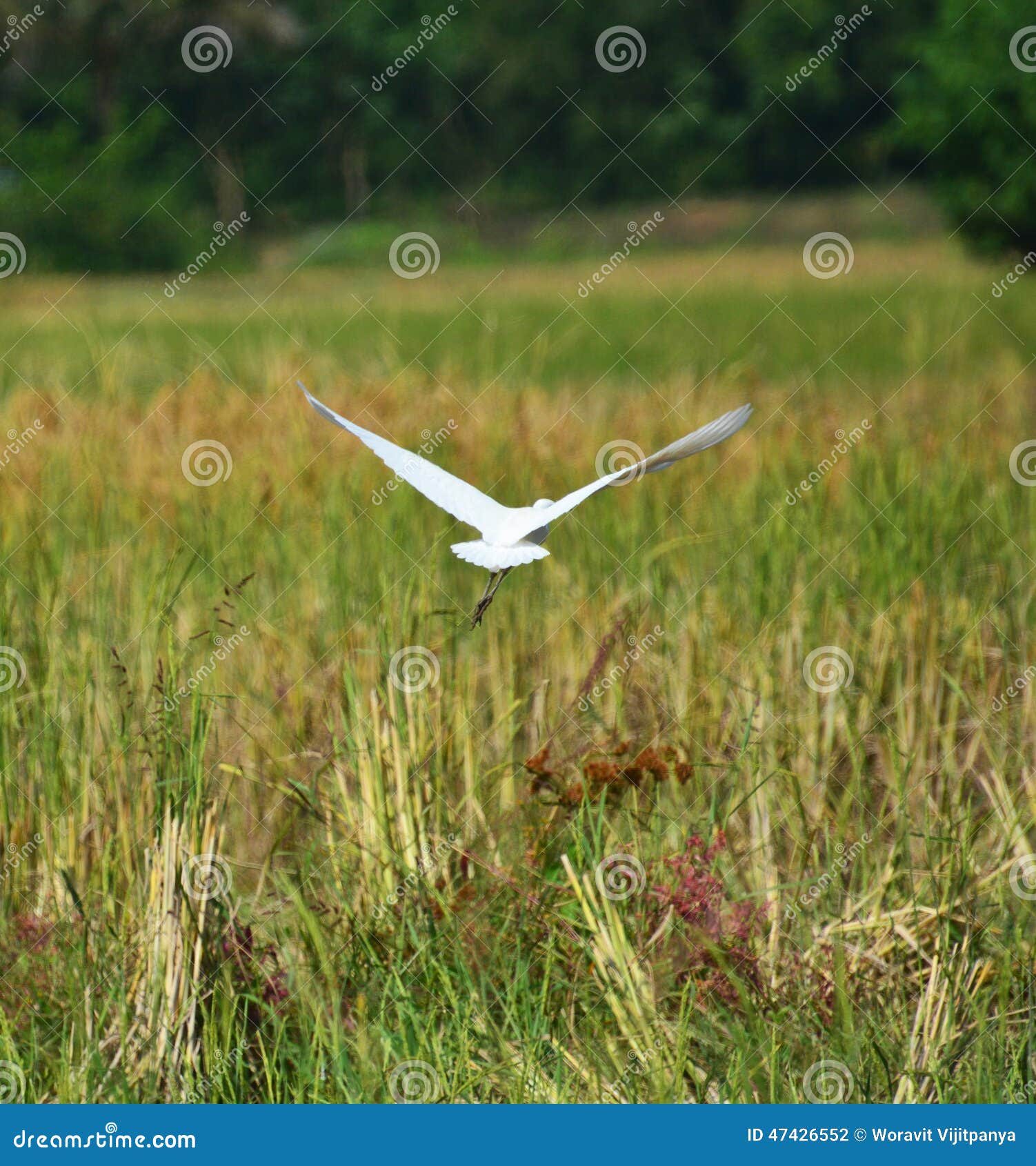 Flying Bird Bill ibis stock photo. Image of colorful - 47426552