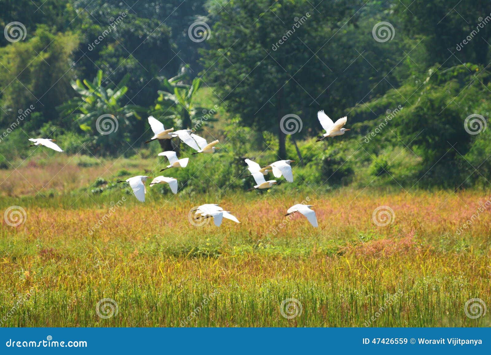 Flying Bird stock image. Image of long, bird, plumage - 47426559