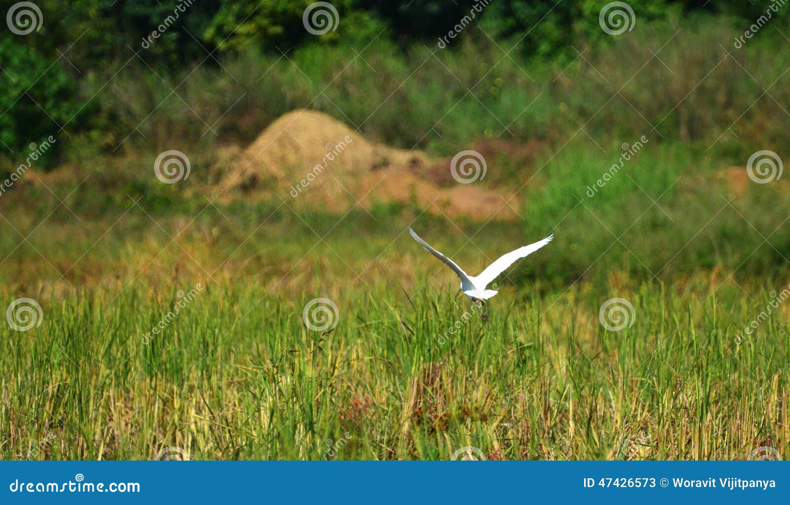 Flying Bird Bill ibis stock image. Image of full, beak - 47426573