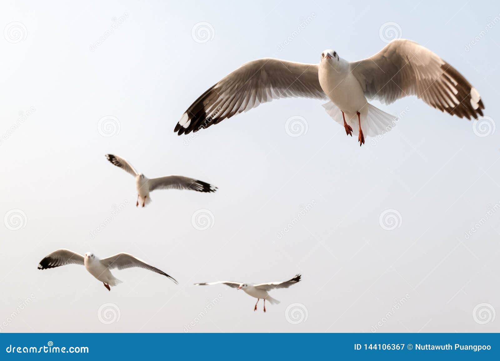 Flying bird editorial photography. Image of thailand - 144106367