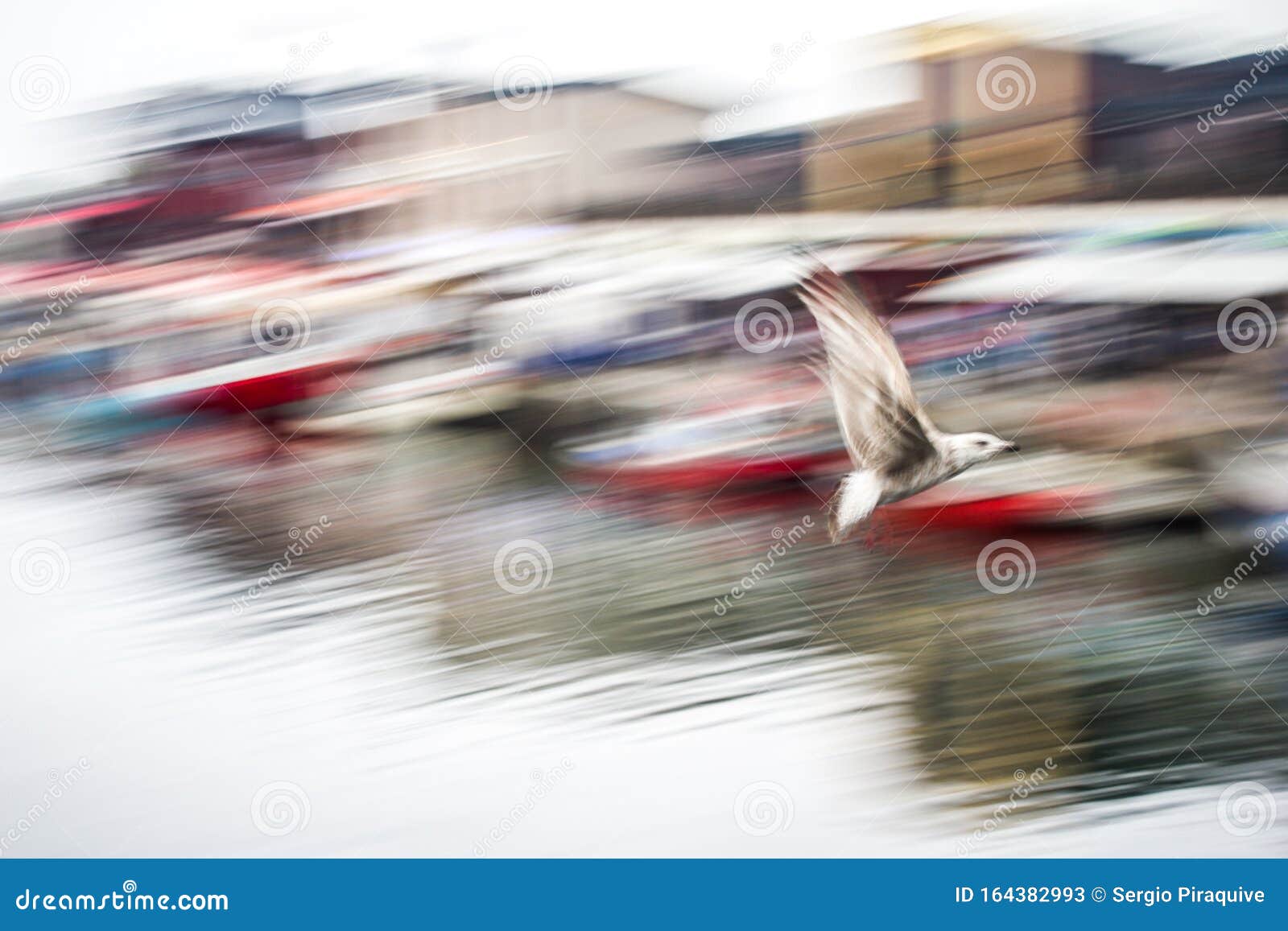 Flying Bird with Camera Movement Stock Image - Image of bird, flying ...