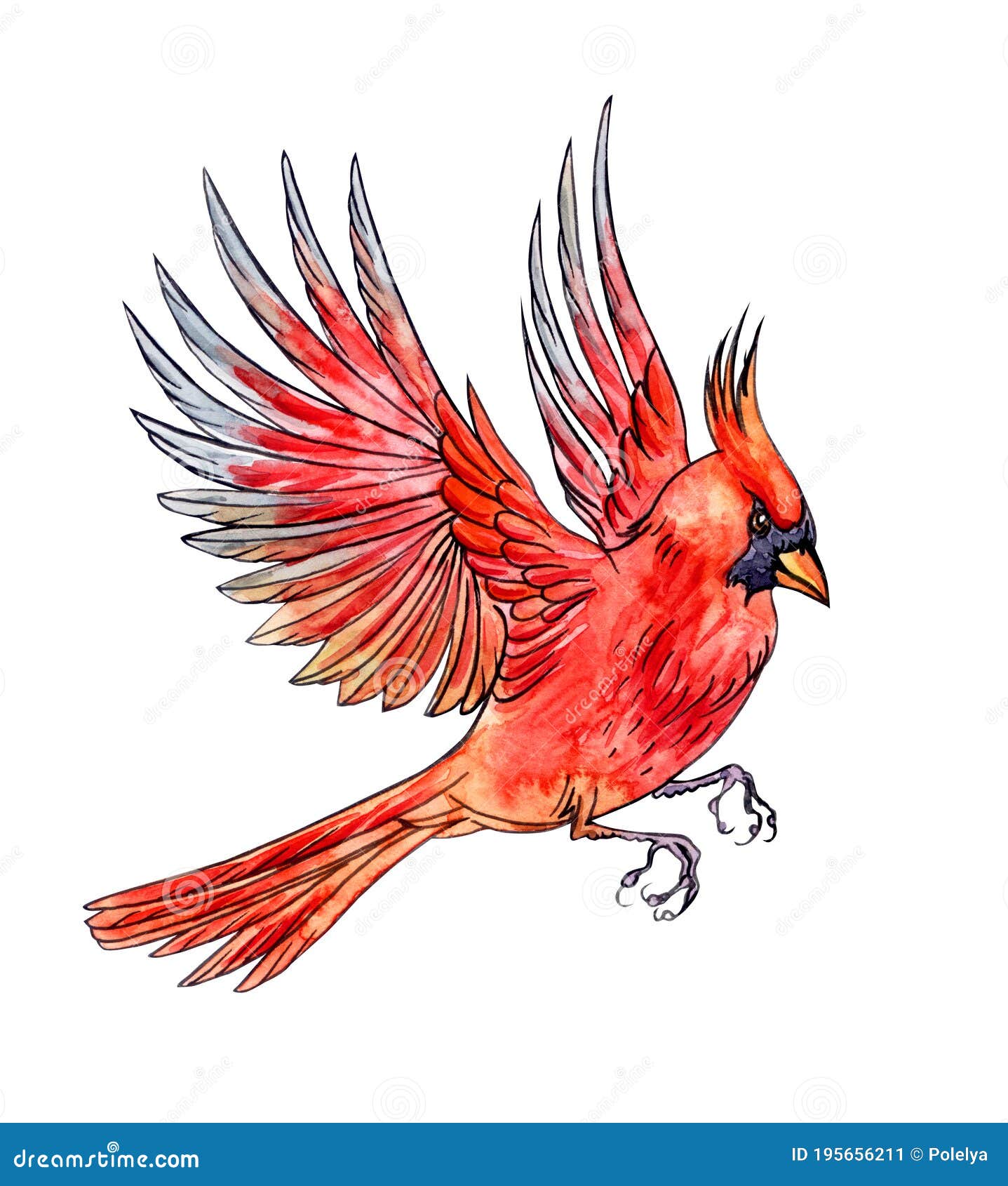 Flying Bird Cardinal, Hand Drawing Stock Illustration - Illustration of ... Flying Bird Cardinal, Hand Drawing Stock Illustration - Illustration of ...