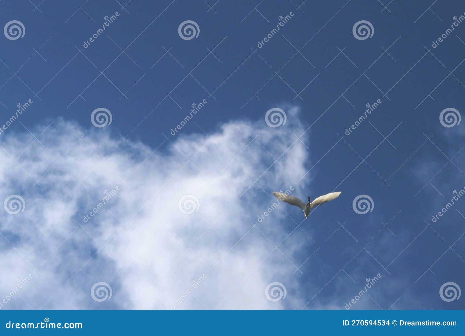 Flying bird in cloud stock photo. Image of bird, horizon - 270594534
