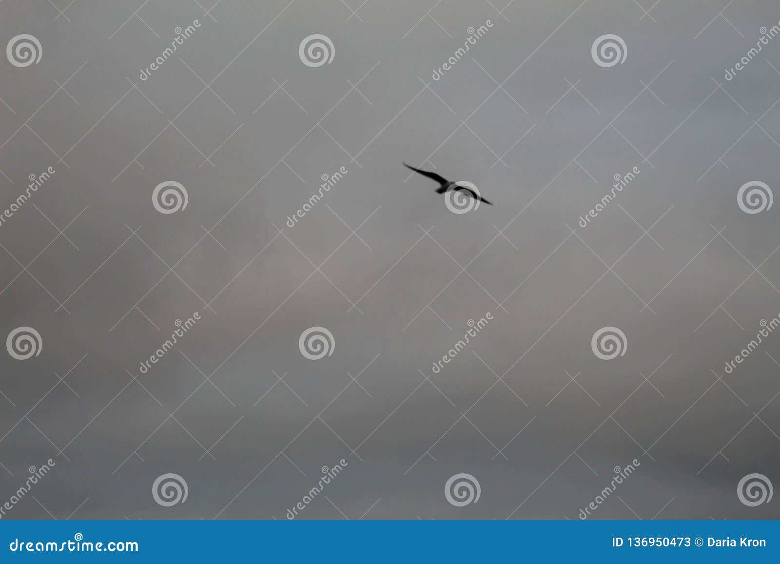 Flying Bird in the Dark Sky Stock Image - Image of late, enviroment ...