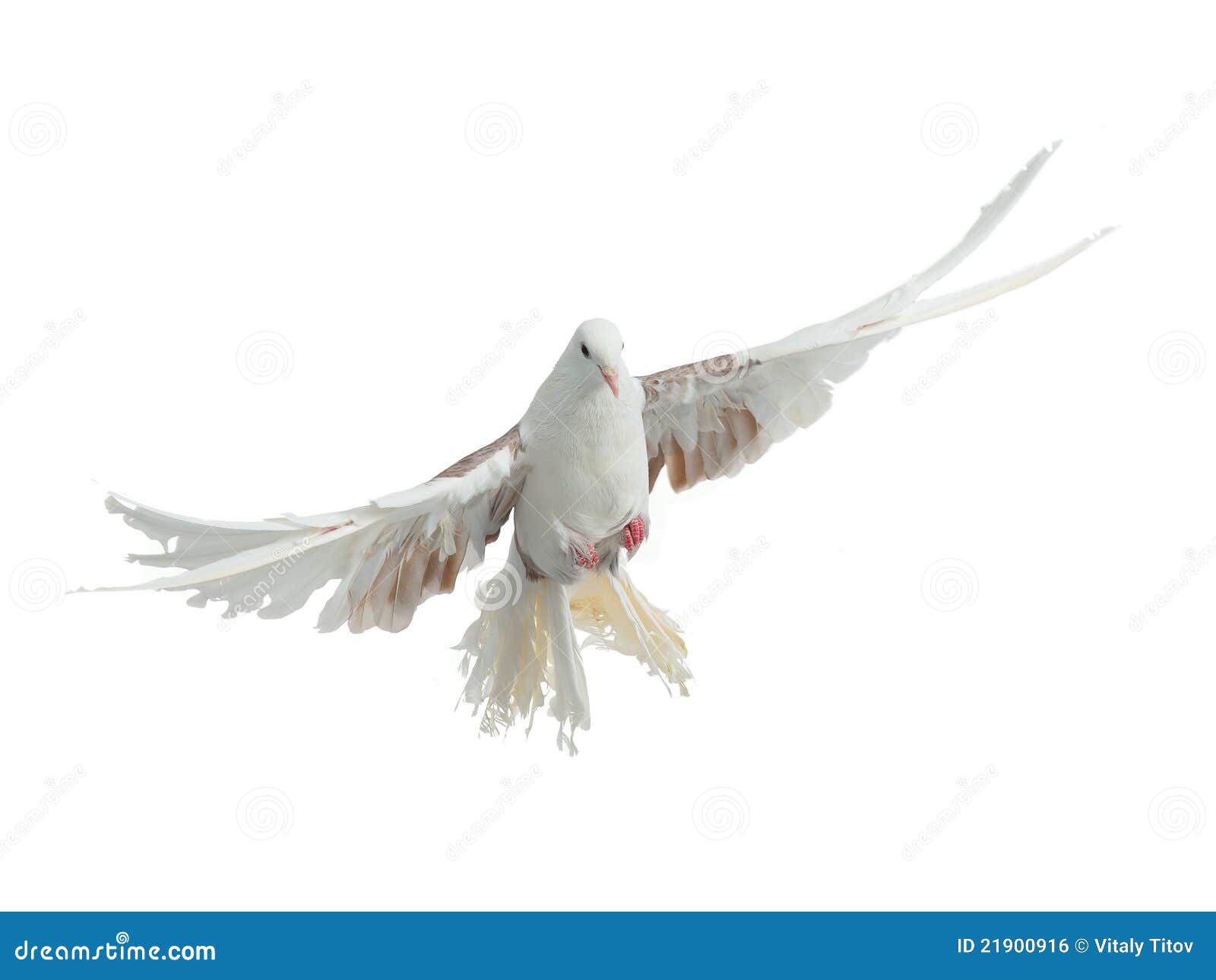 Flying Bird of Dove Peacock Breed Stock Photo - Image of flying, happy ...