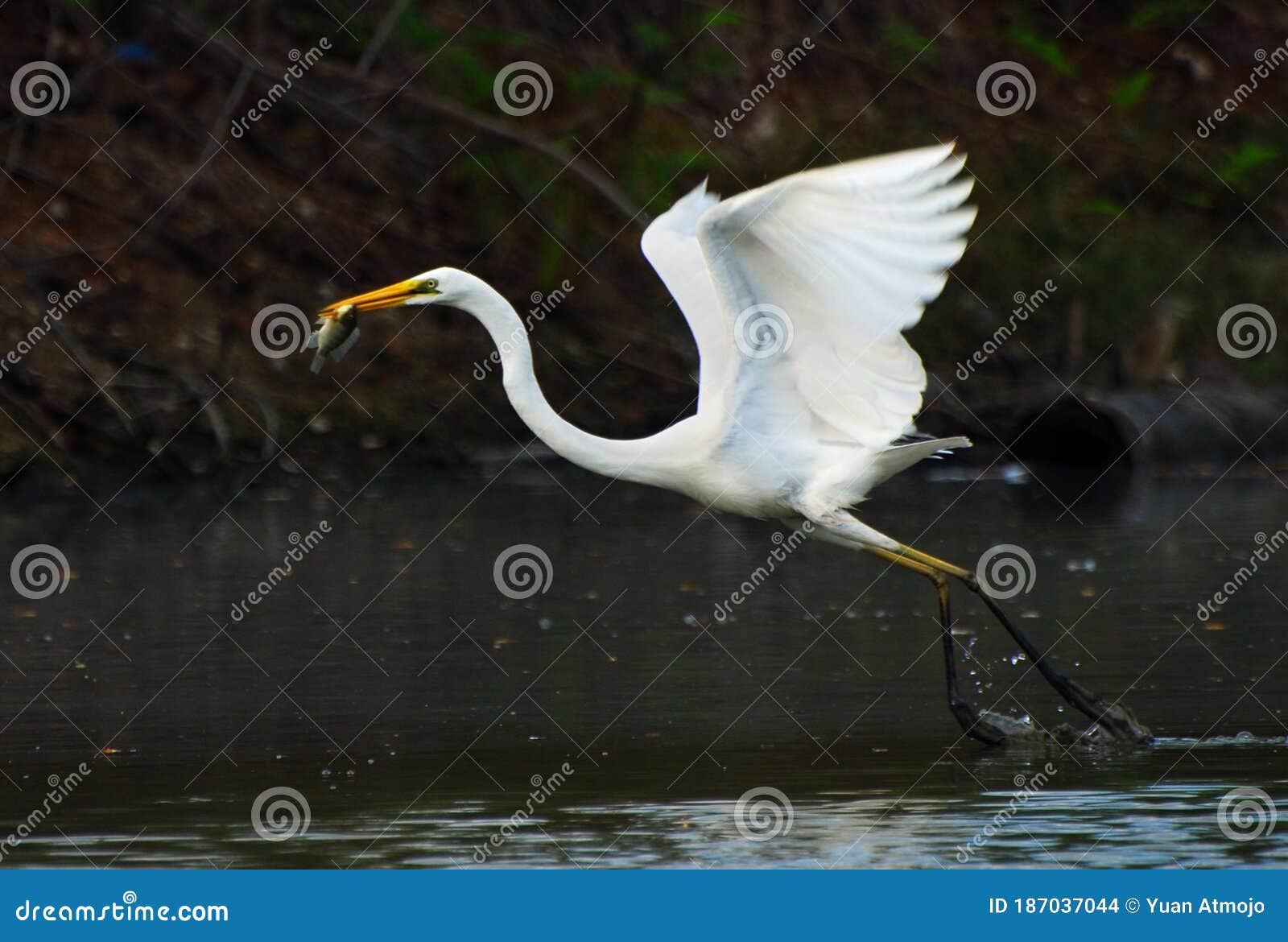 A Flying bird eating fish stock photo. Image of river - 187037044