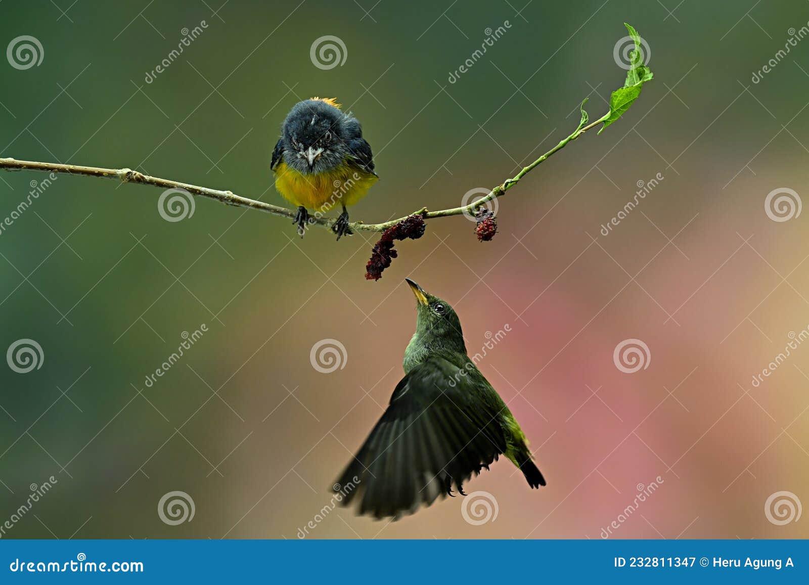 Flying bird eats fruit stock image. Image of birdphotography - 232811347