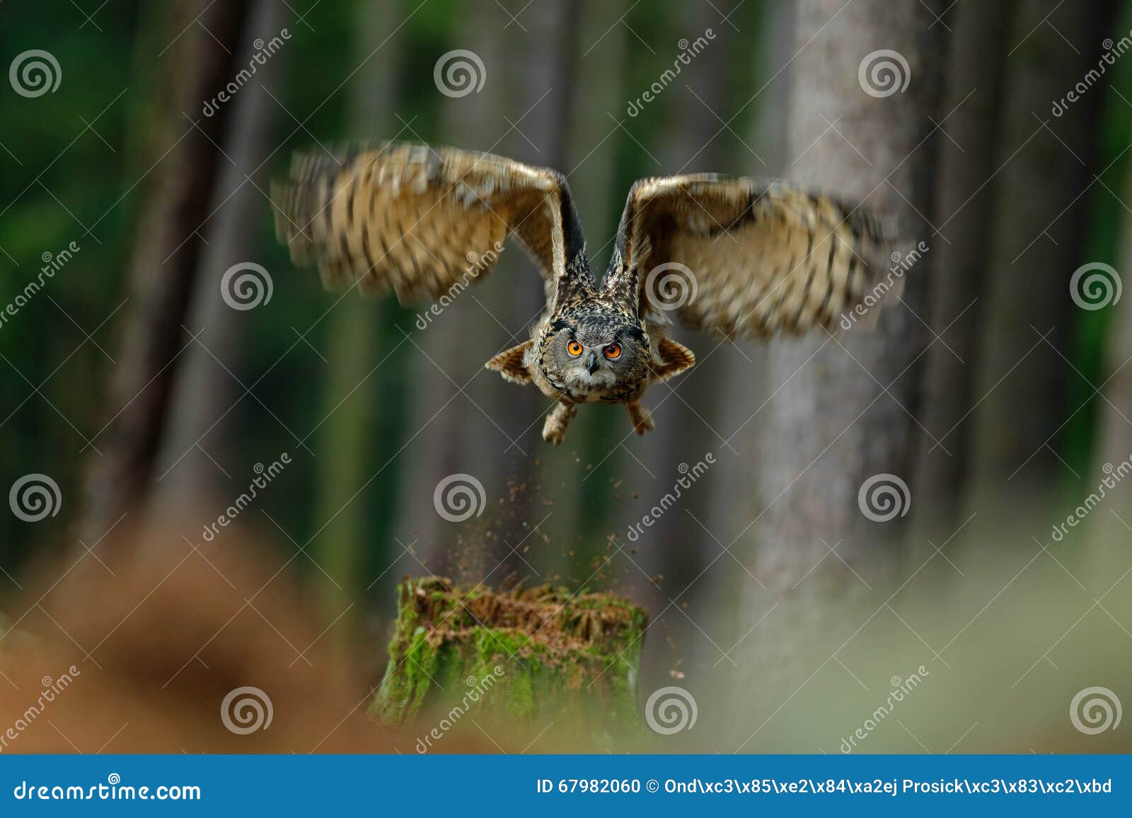 Owl Fly With Open Wings. Barn Owl, Tyto Alba, Flying Above Rime White ...