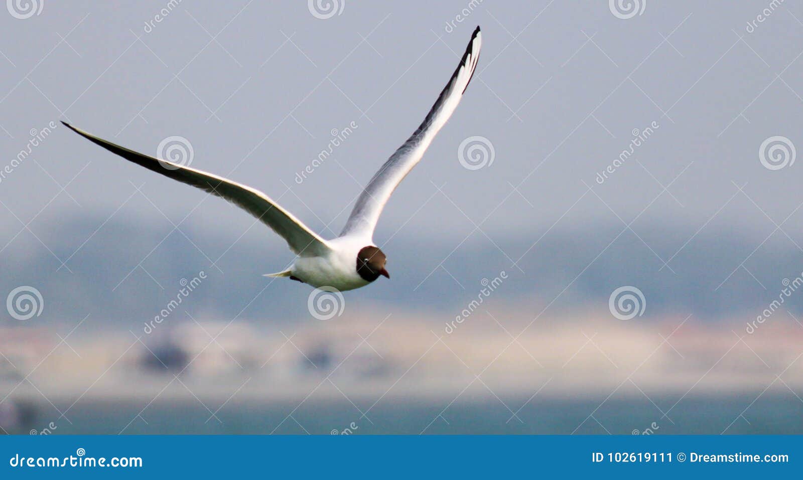 Flying bird stock image. Image of flying, pond, flight - 102619111