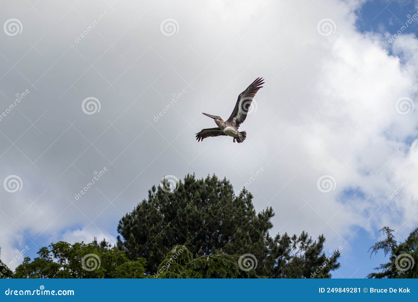 Flying Bird in Front of a Cloudy Sky Stock Image - Image of large, beak ...