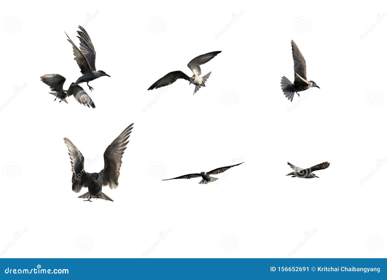 Birds Flying Background