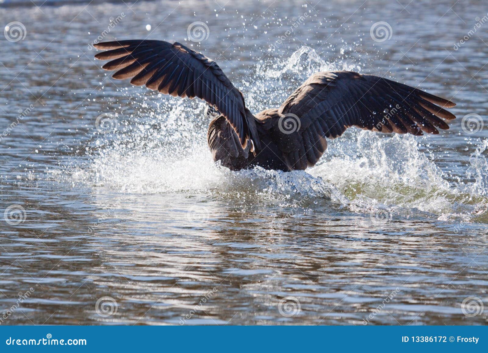 Flying Bird Landing Images