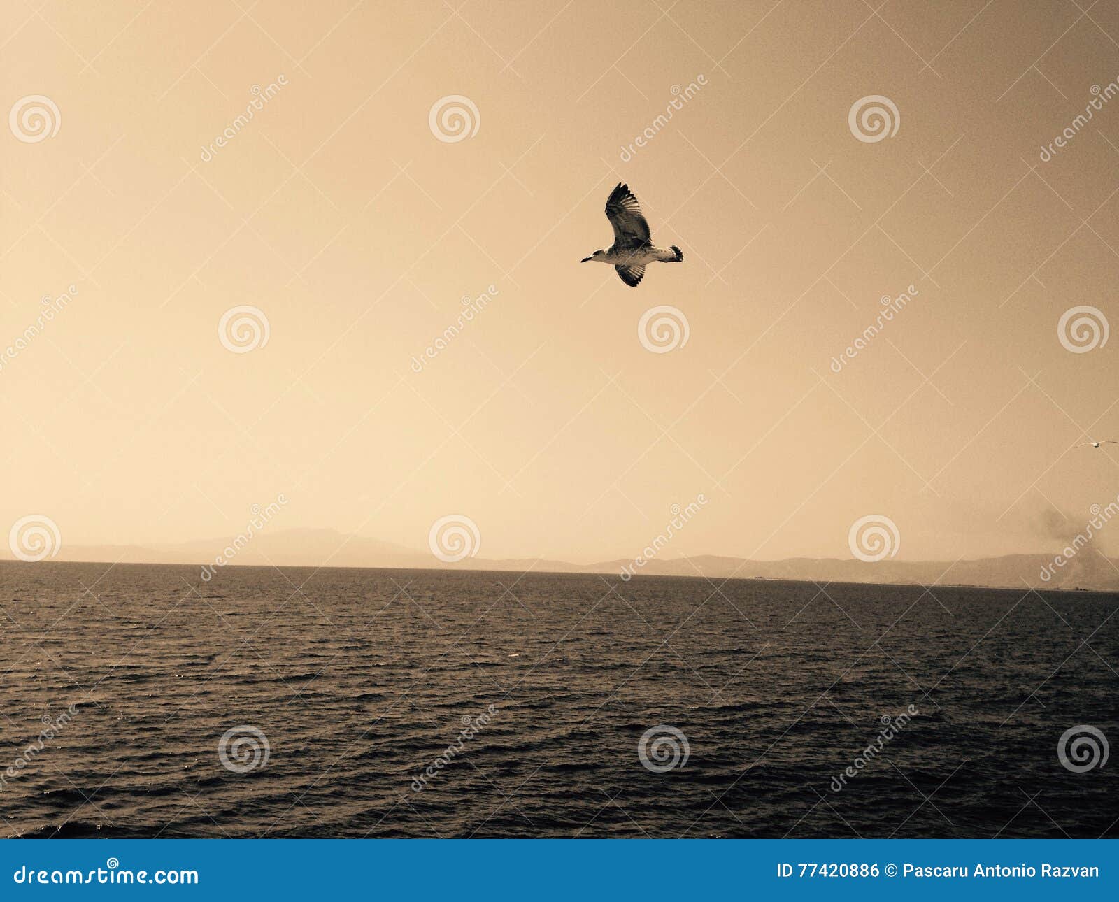 Flying bird stock photo. Image of learning, bird, flying - 77420886