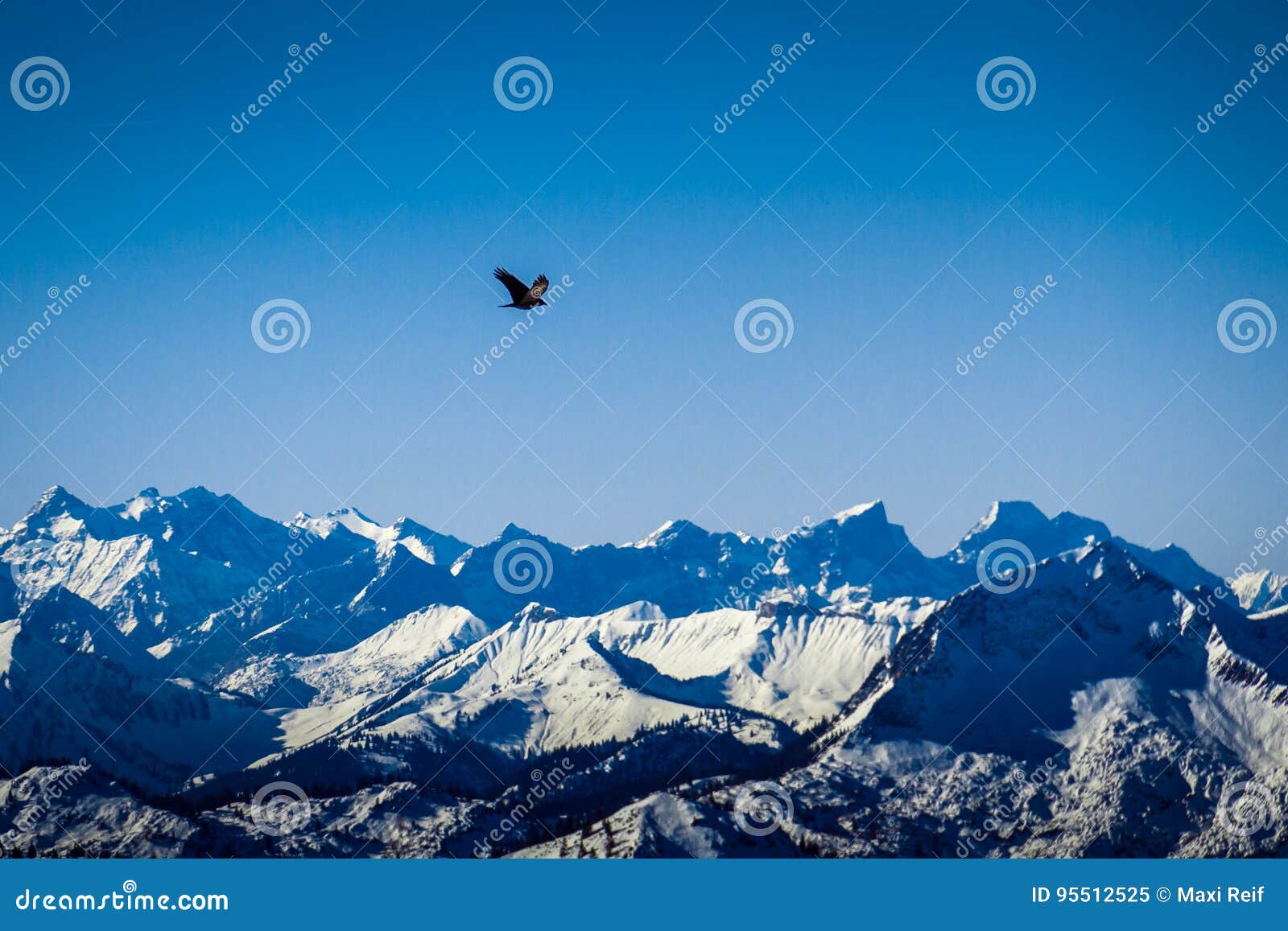 Flying Bird in the Mountains Stock Image - Image of blue, jackdaw: 95512525