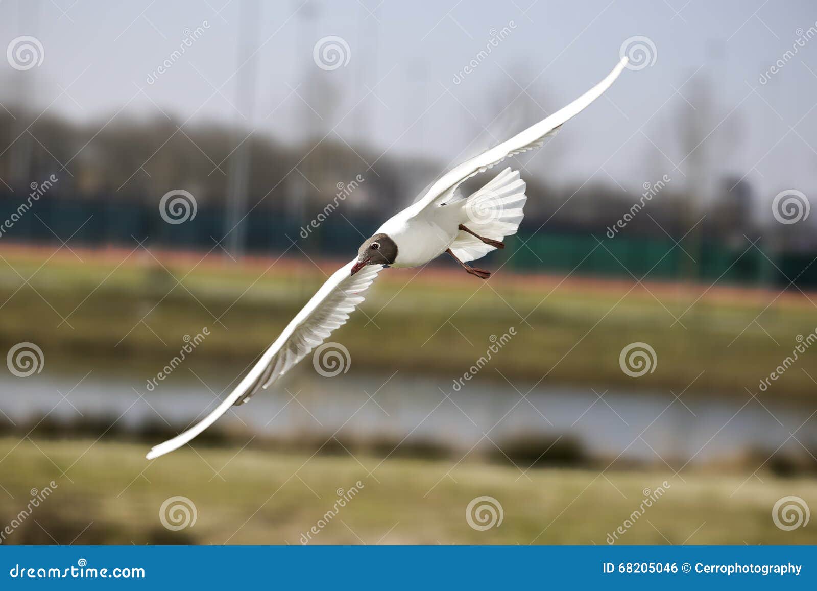 Flying bird stock photo. Image of nature, gull, light - 68205046