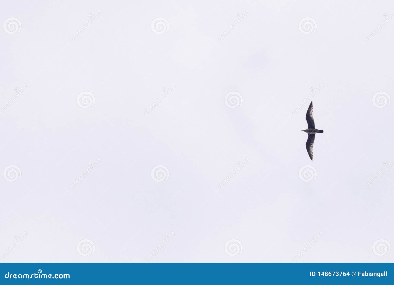Flying Bird with Negative Space Stock Photo - Image of bird, flying ...