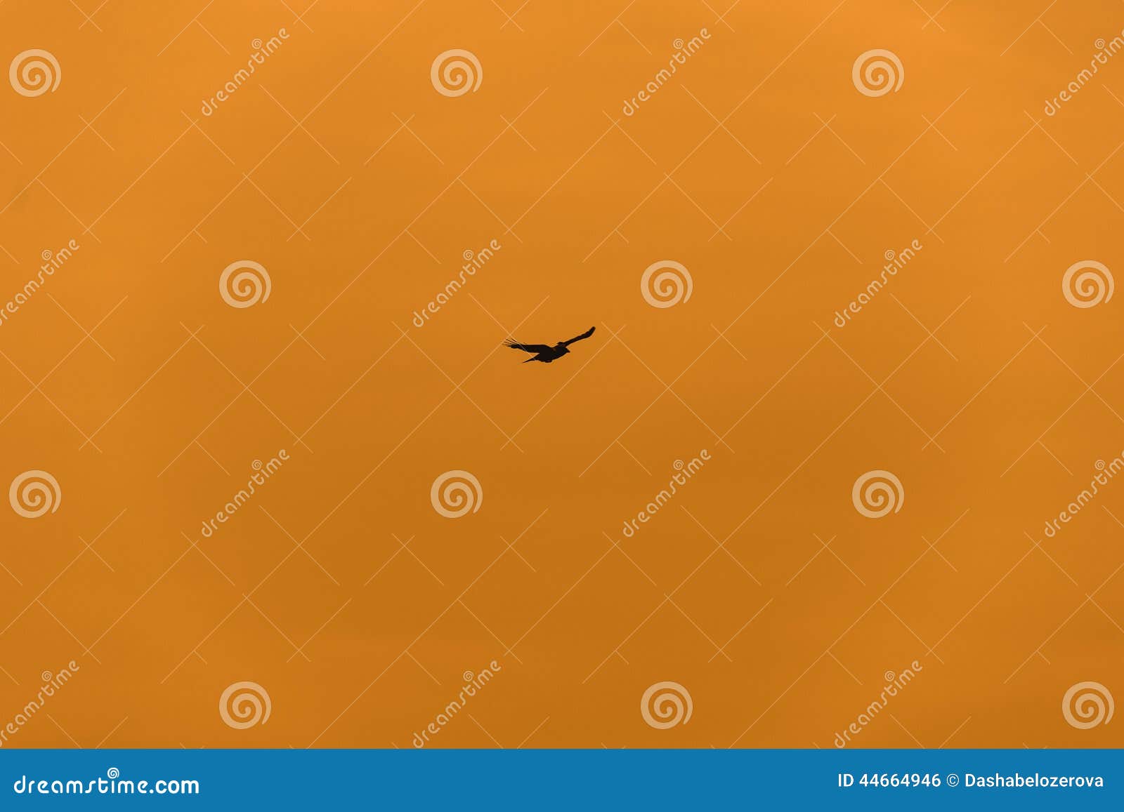 Flying Bird in the Orange Sky Stock Photo - Image of dead, cloud: 44664946