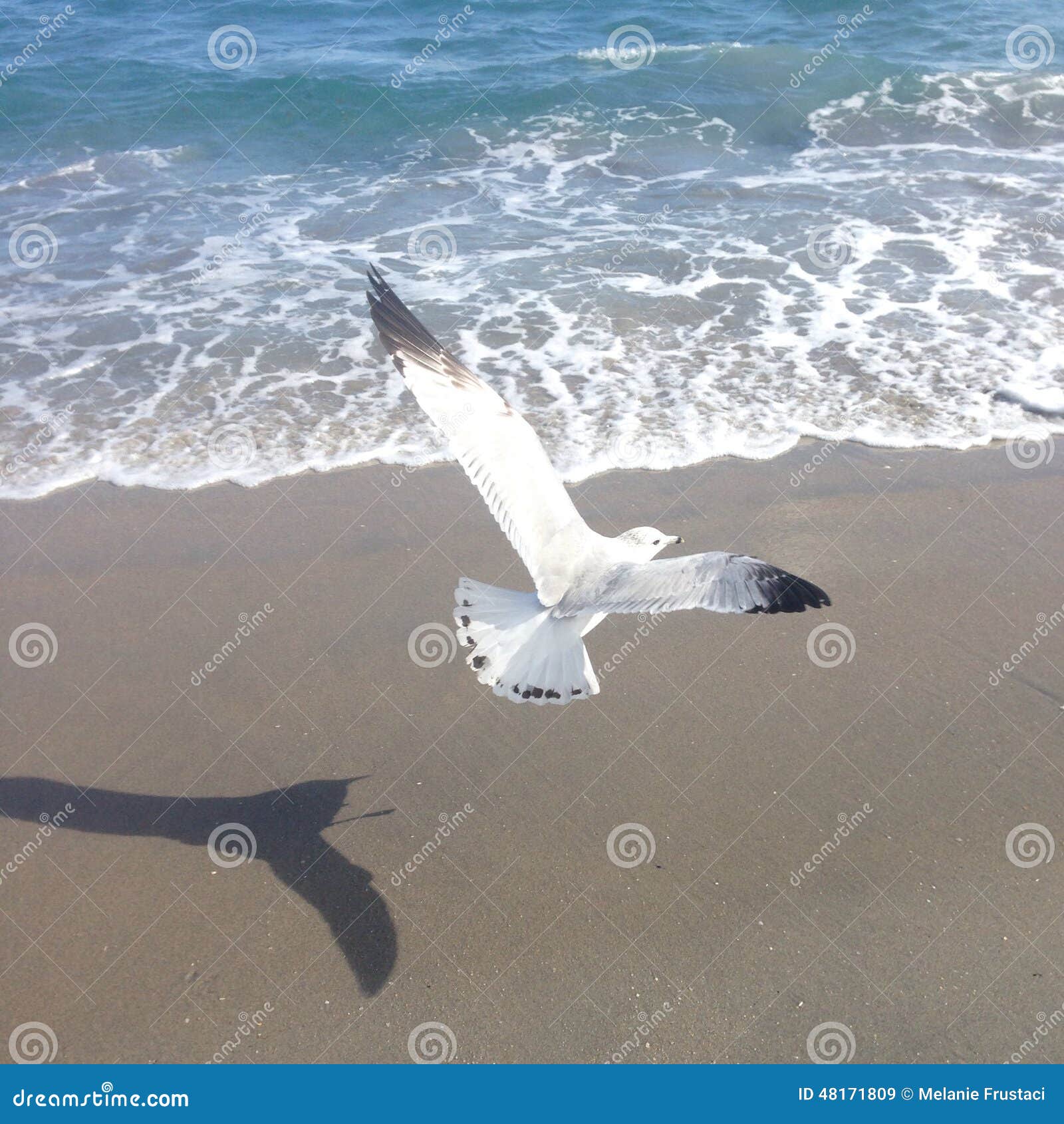 Flying bird stock image. Image of ocean, shorebird, wave - 48171809