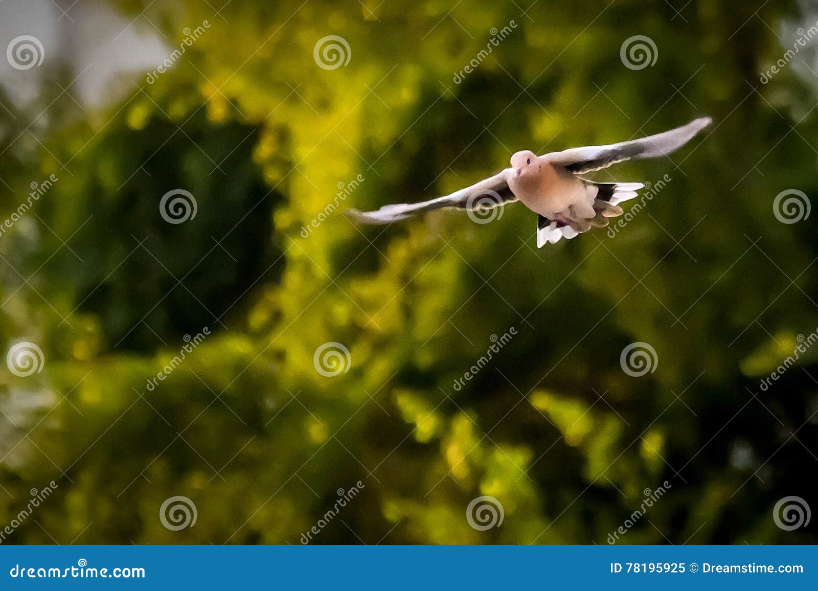 Flying Bird stock image. Image of bird, animals, wild - 78195925