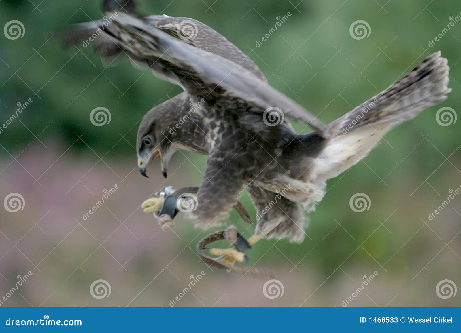 A flying bird of prey stock image. Image of feather, brown - 1468533