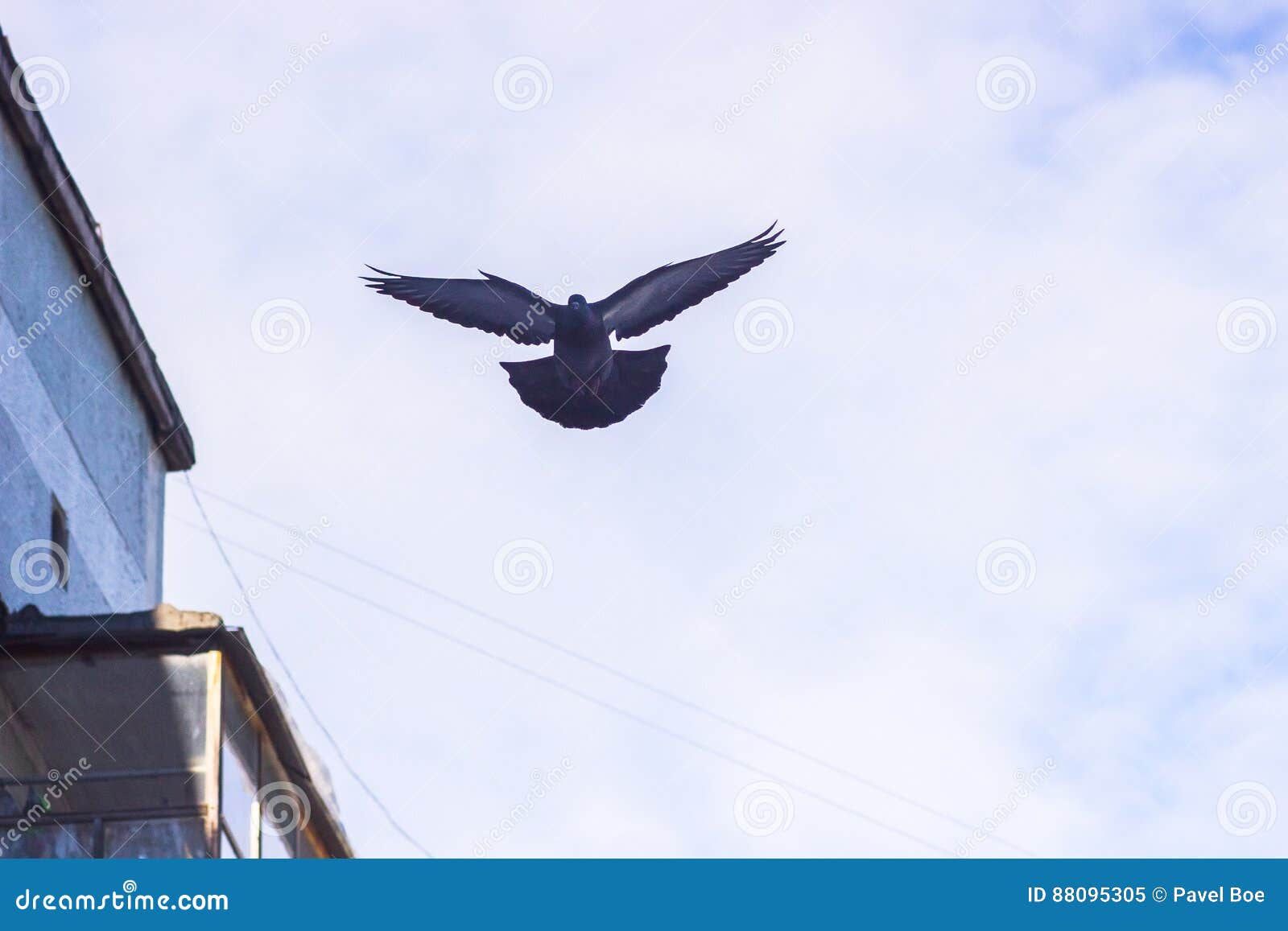Flying Bird Representing Freedom Stock Image - Image of flying ...