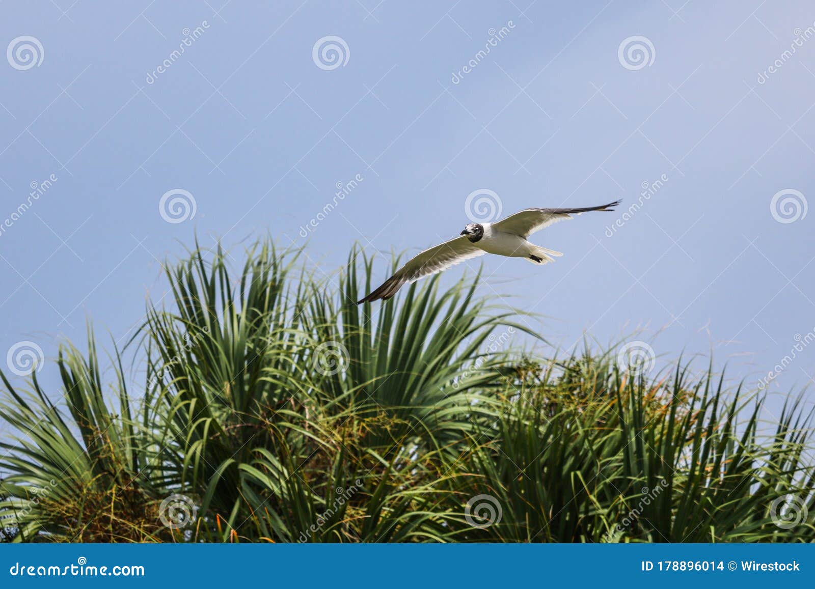 Flying Bird Seen from the Green Branches of a Tree Stock Photo - Image ...
