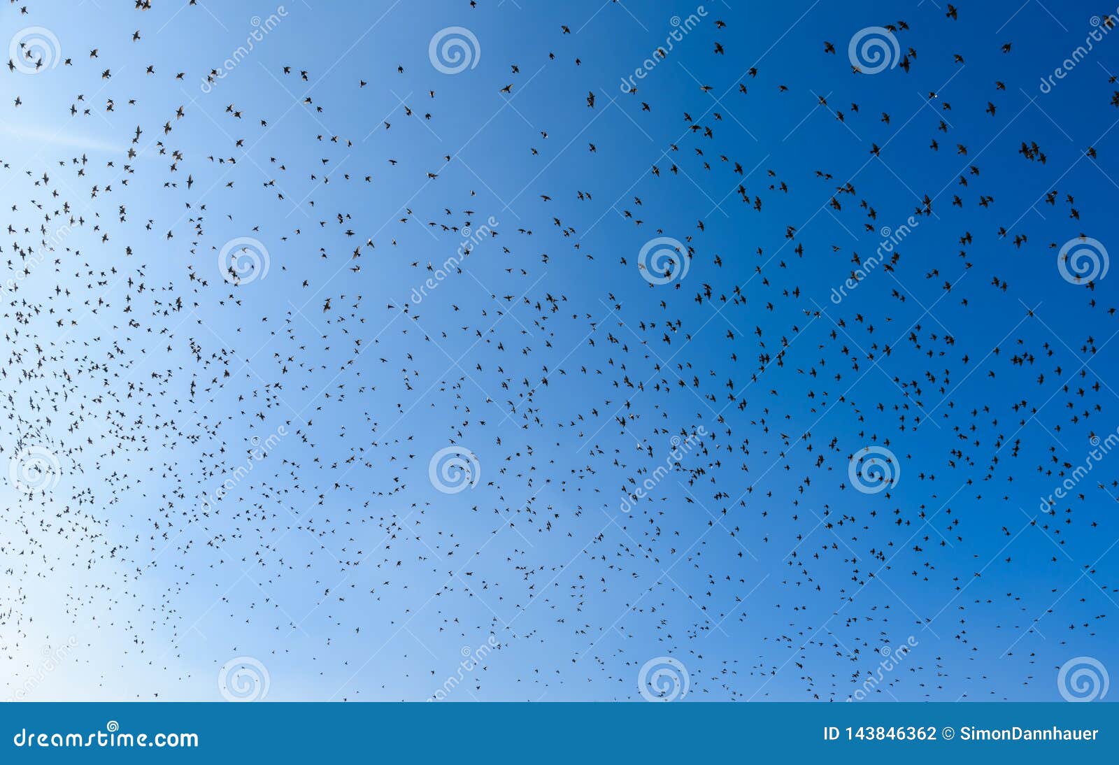 Flying Bird Swarm - Togetherness of Animals Stock Photo - Image of ...