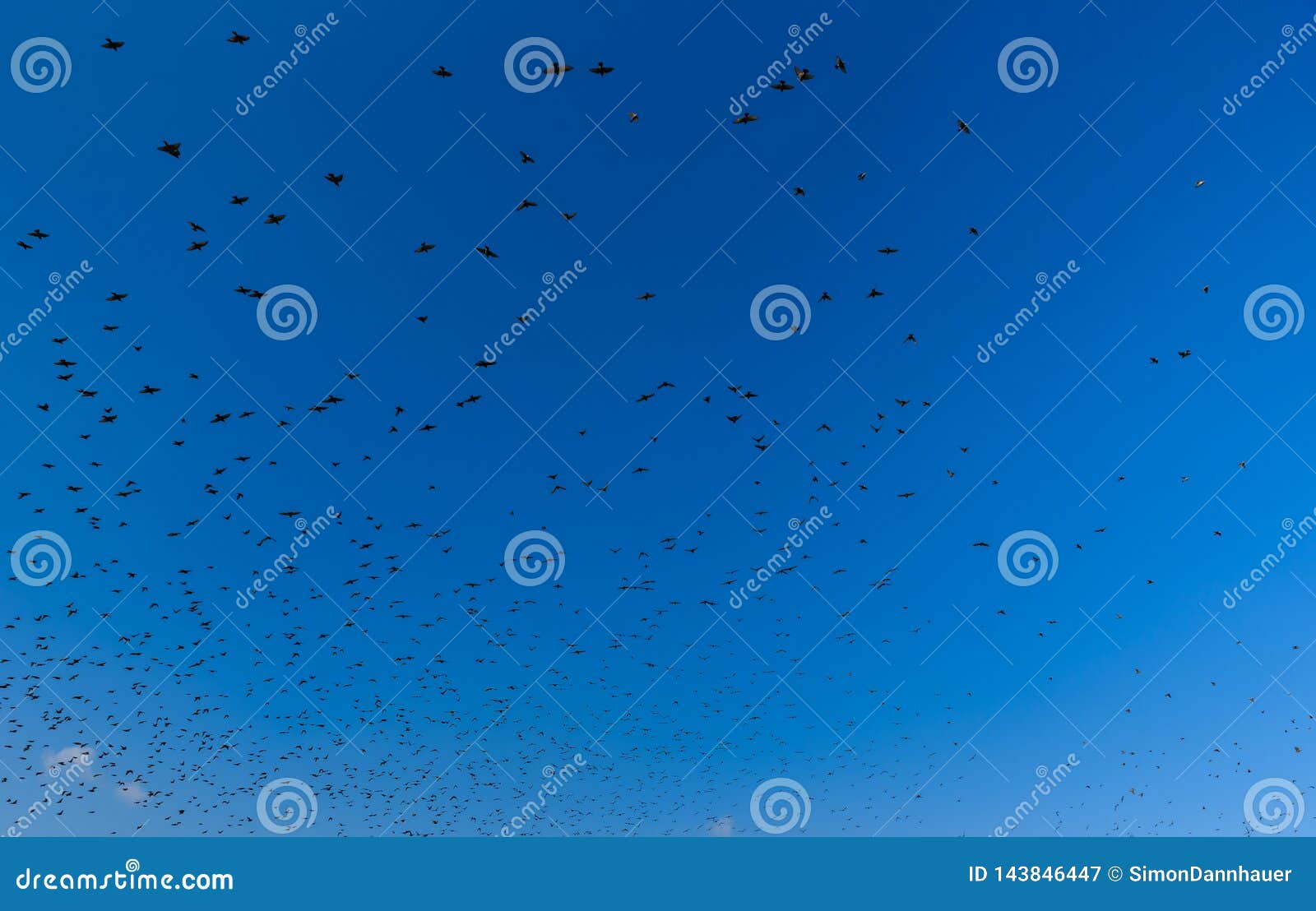 Flying Bird Swarm - Togetherness of Animals Stock Image - Image of ...