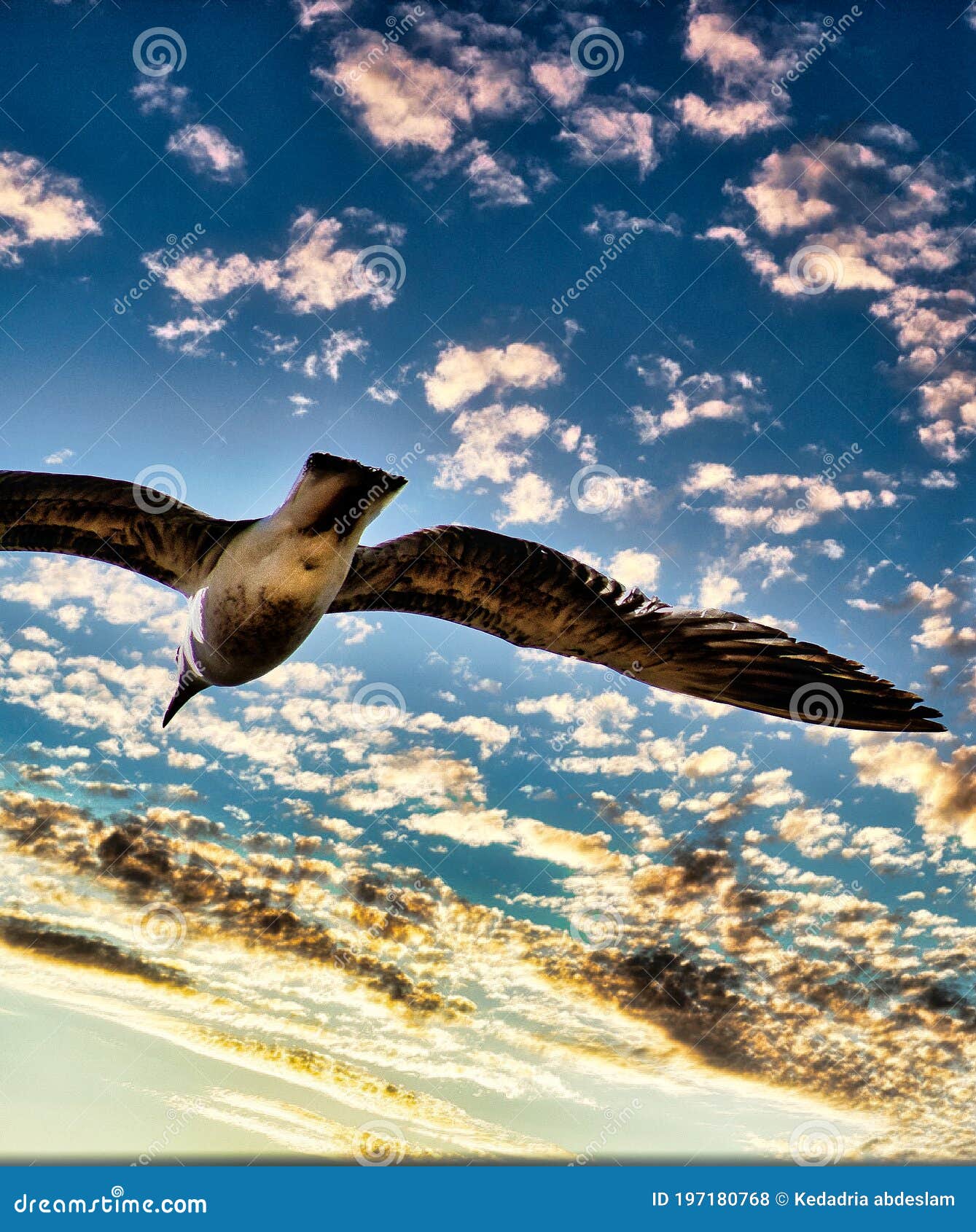 Flying Bird Throw Sky and Dramatic Landscape Stock Photo - Image of ...
