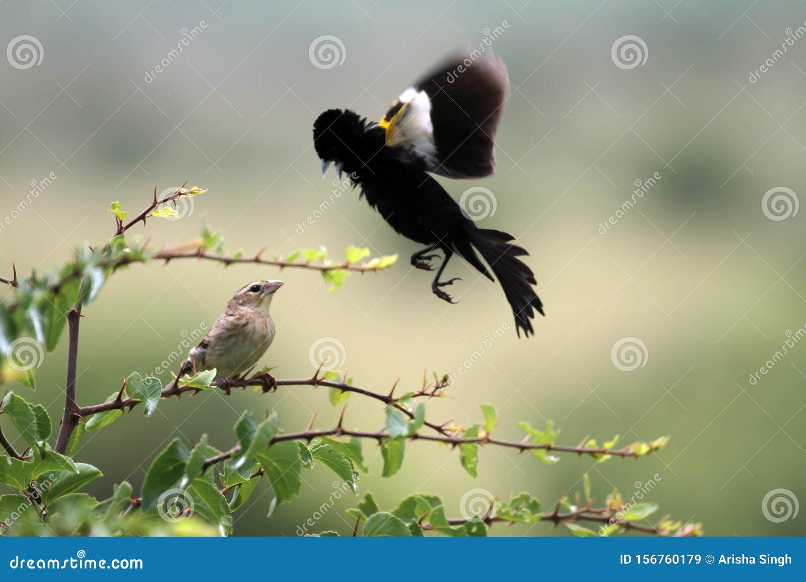 Flying Bird Attacking Another Bird Stock Image - Image of standing ...
